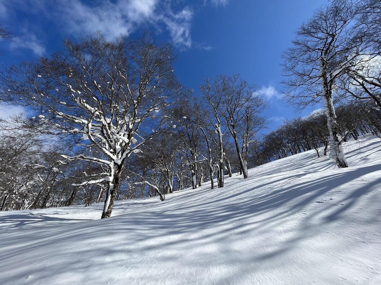 She Said Yeah〜小白森山 深雪⛄️スノー這いキング🦍 / Walkin' Bluesさんの乳頭山・湯森山・大白森の活動データ | YAMAP / ヤマップ