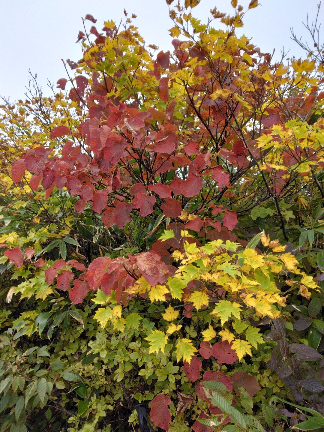 ガスガスの小朝日岳⛰️・古寺山🍁 / mi-canさんの大朝日岳・朝日連峰・祝瓶山の活動データ | YAMAP / ヤマップ