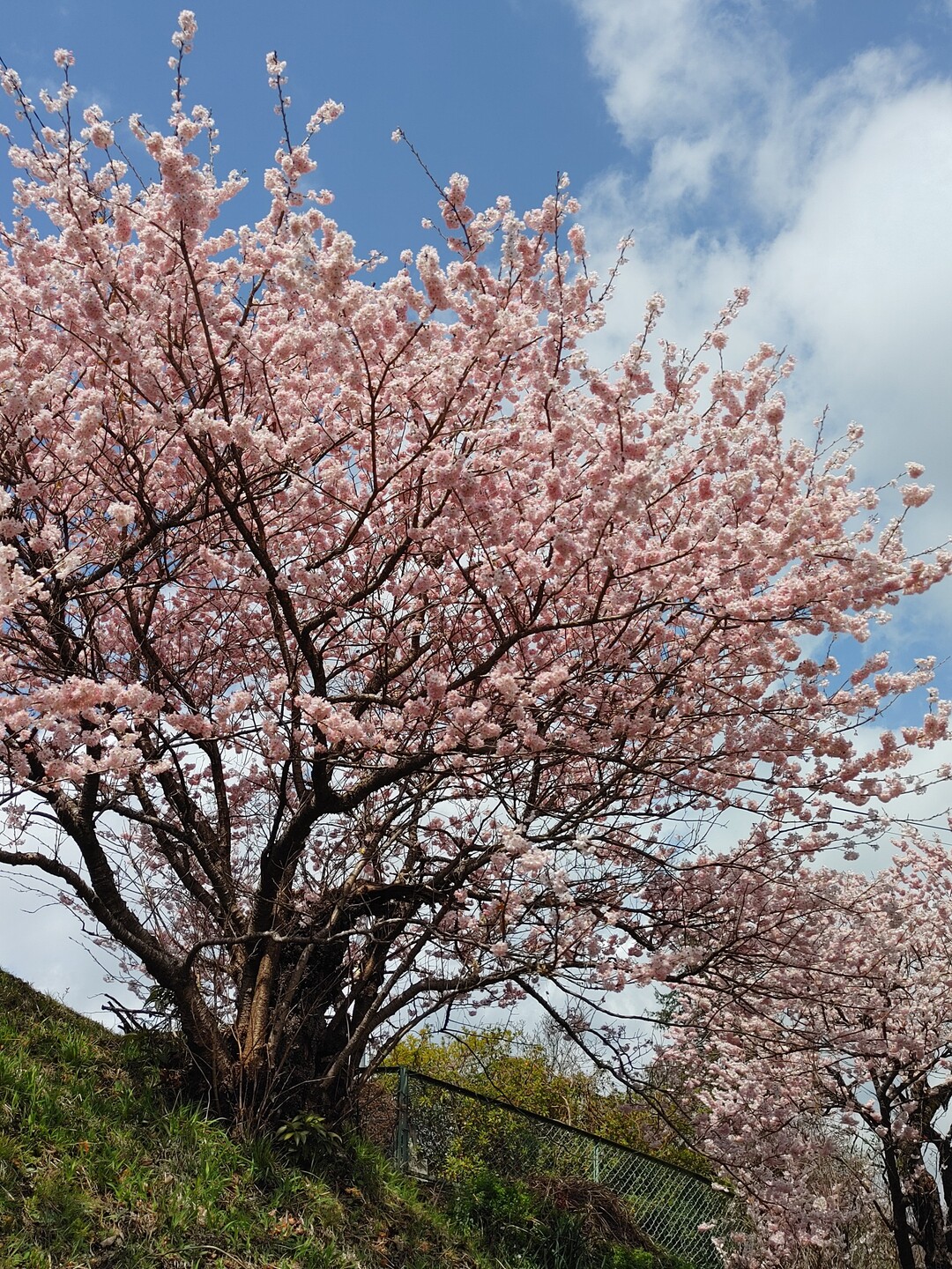 大野山 / dodoさんの高松山・大野山の活動日記 | YAMAP / ヤマップ