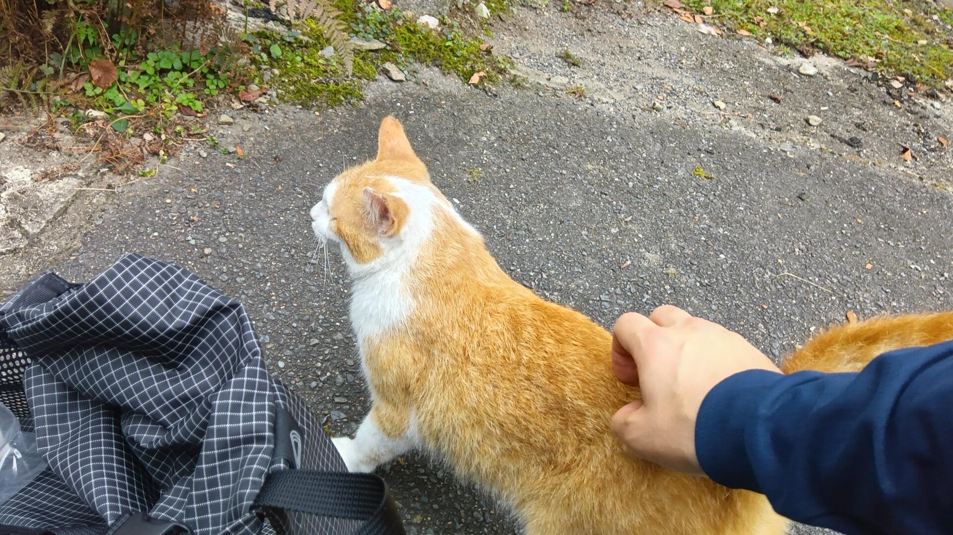 愛宕山20240929 / OTSUKI TAKAOさんの愛宕山・三頭山・朝日峯の活動データ | YAMAP / ヤマップ