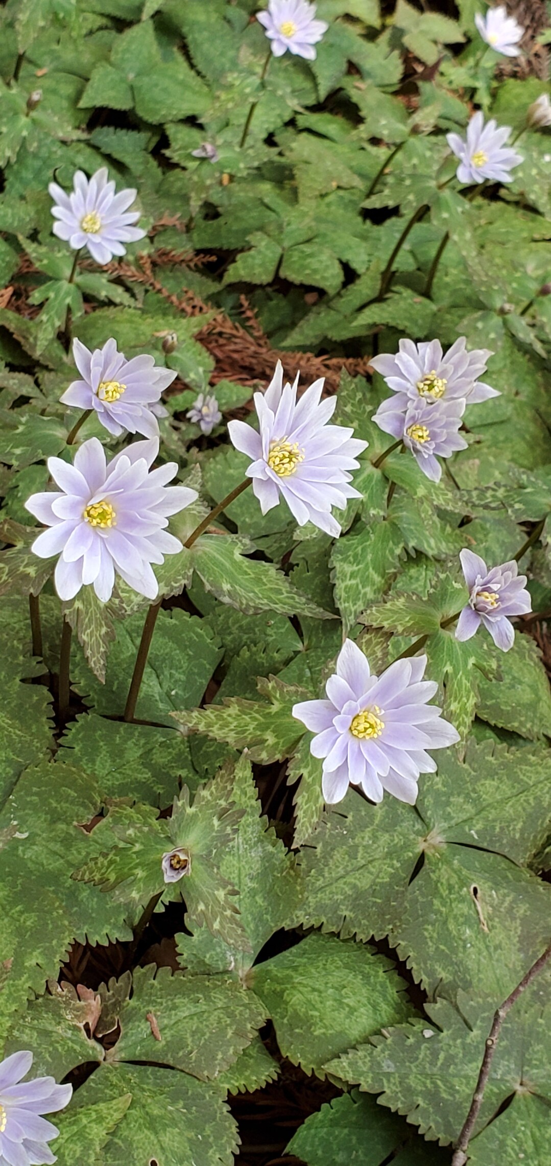 滝樹神社にて雪割一華 見頃💛 今日は... / damens さんのモーメント | YAMAP / ヤマップ