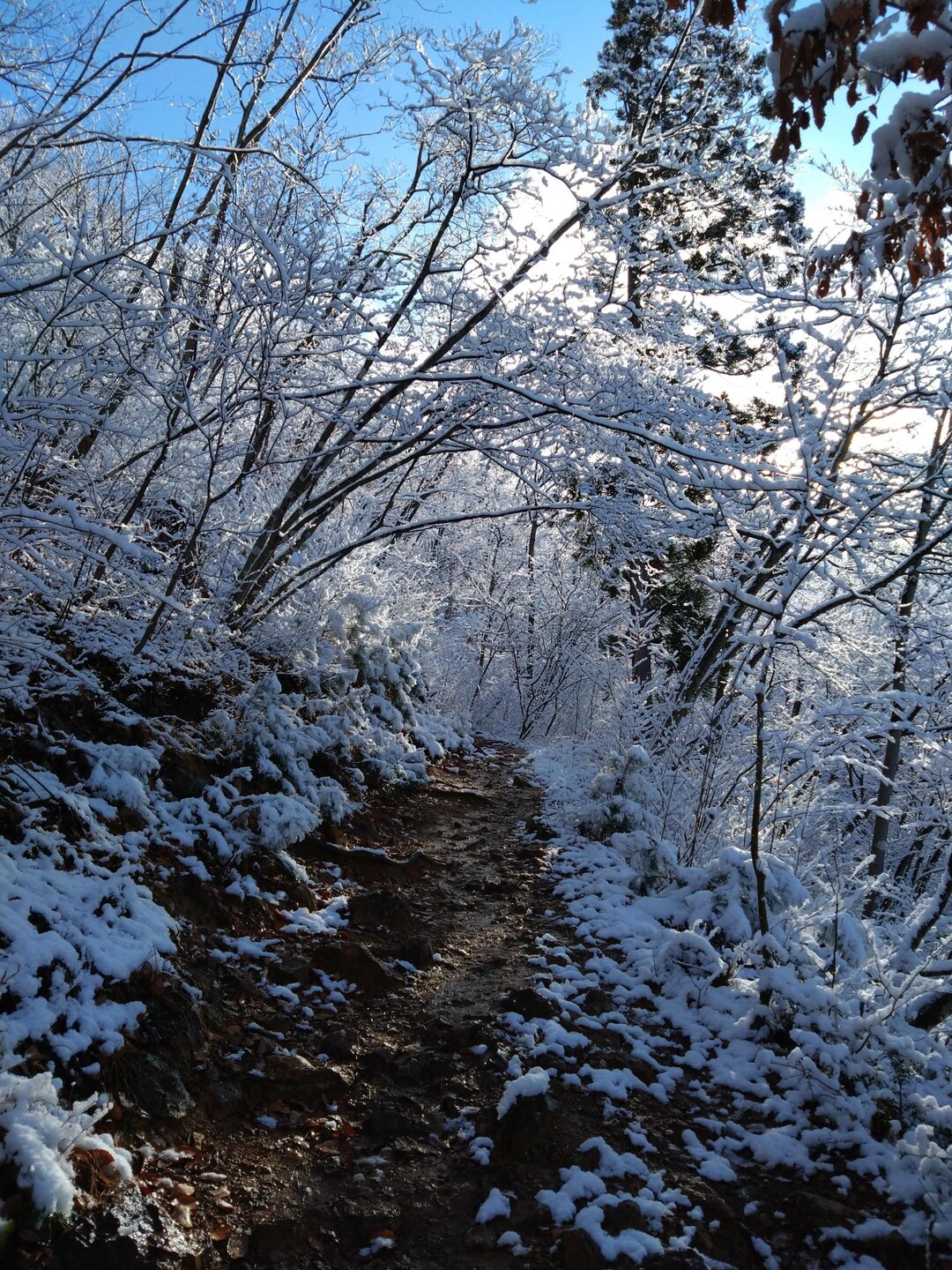 千歳山 / ちょぴるさんの千歳山・猿岡山・戸神山の活動データ | YAMAP / ヤマップ