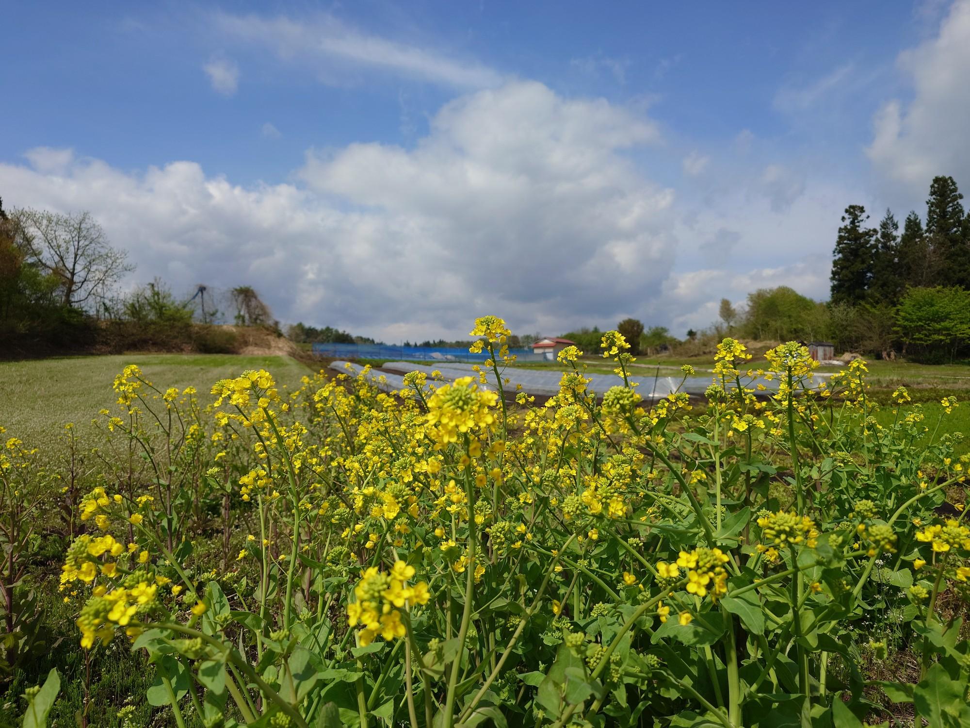 第49回全国花笠マラソン大会🏃🎶 / ルミッぺさんのランニングの活動データ | YAMAP / ヤマップ