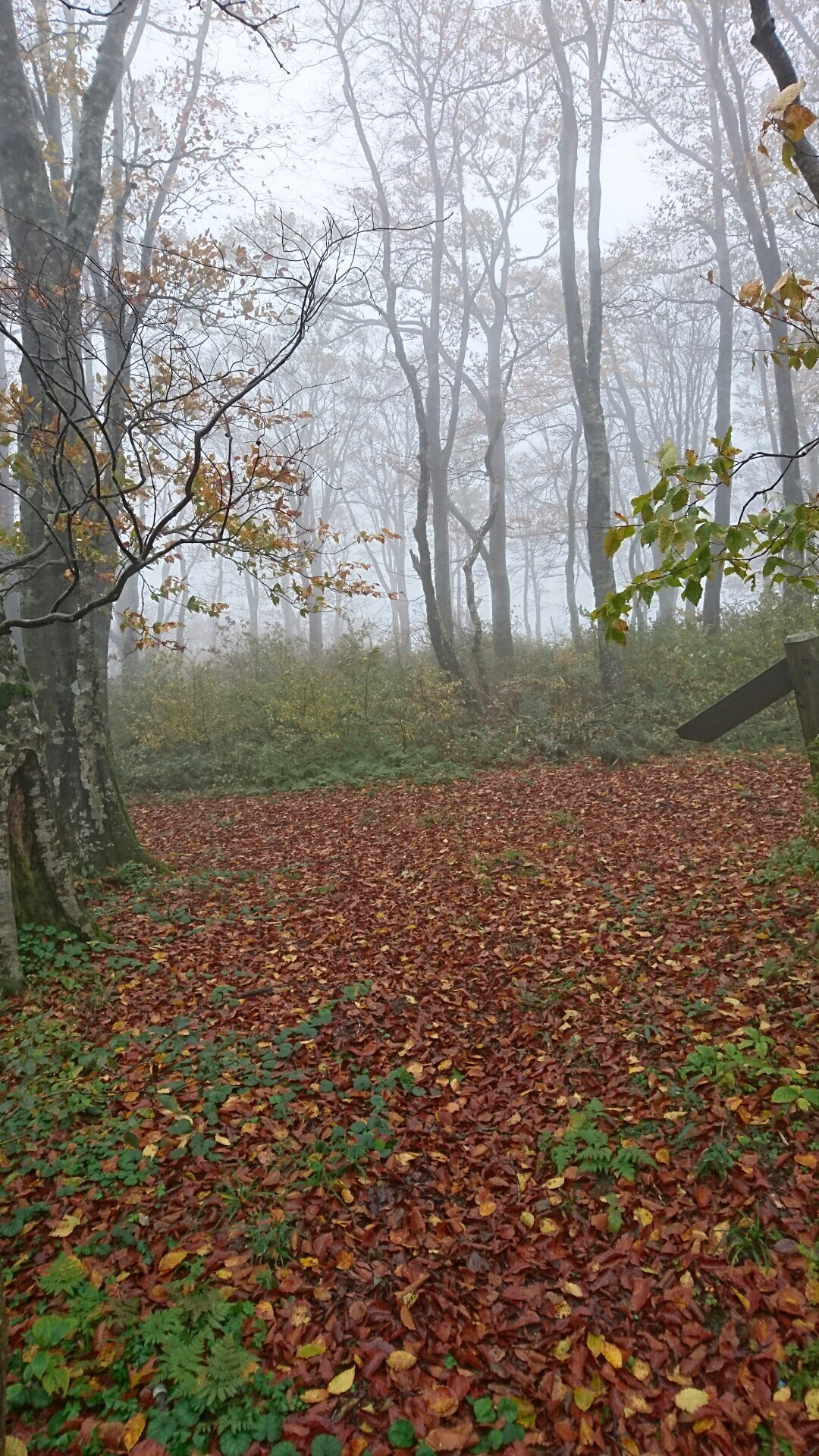 島根県 大万木山 / Kyo_omiさんの大万木山・琴引山（弥山）・指谷山・鯛ノ巣山の活動データ | YAMAP / ヤマップ