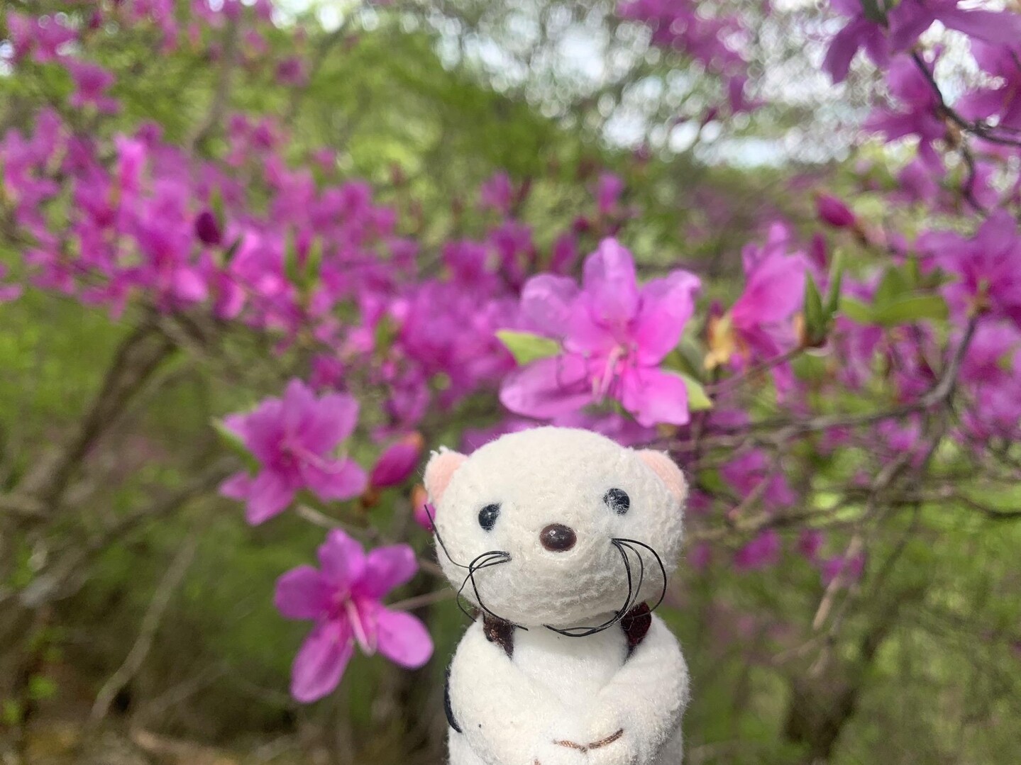 笹子〜本社ヶ丸〜三ツ峠 / ARさんの三ッ峠山・本社ヶ丸・鶴ヶ鳥屋山の活動データ | YAMAP / ヤマップ