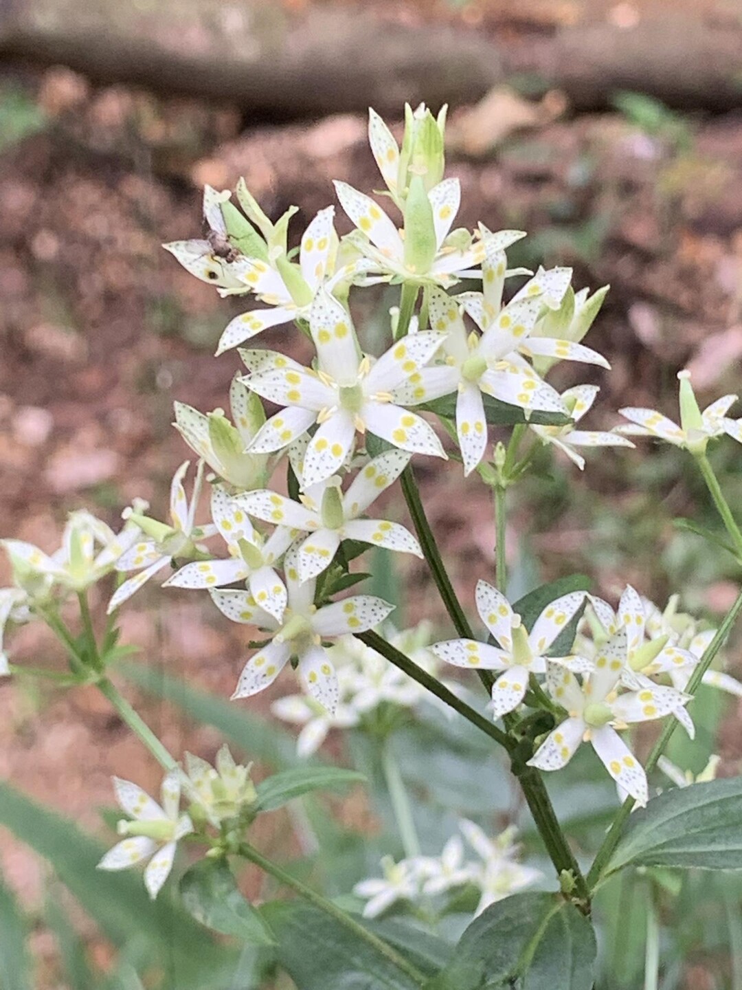 行ったことなかったところから，良く行くところへ / paoさんの六甲山・長峰山・摩耶山の活動データ | YAMAP / ヤマップ