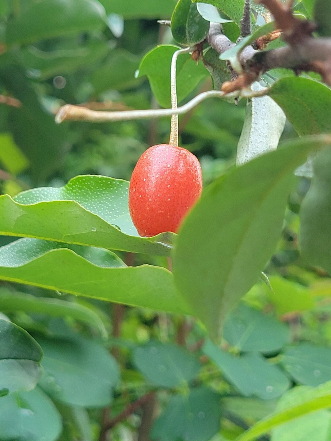 山トレ、夏トレMSD / baseさんのランニングの活動データ | YAMAP / ヤマップ