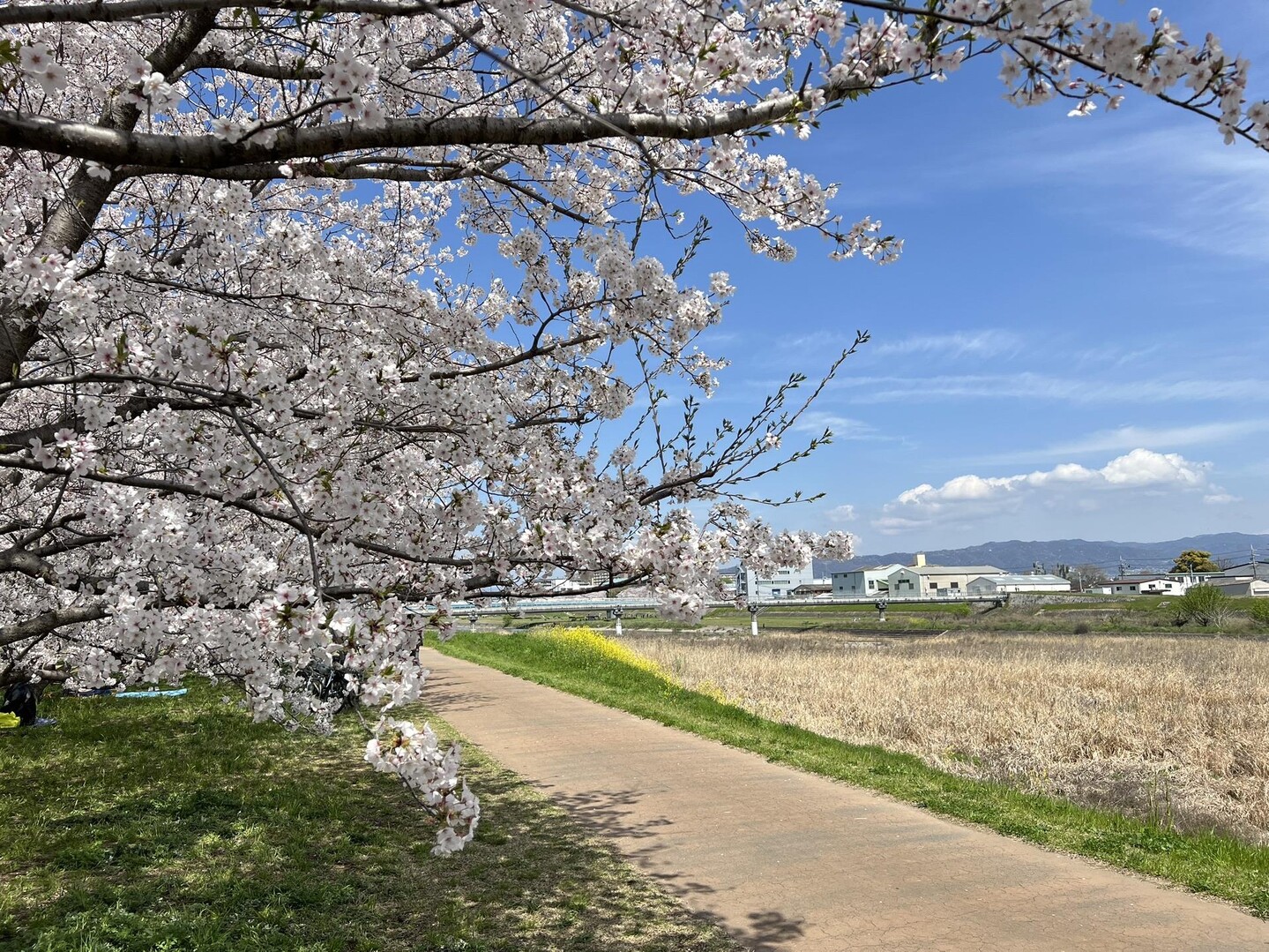 毎年恒例となりつつあるお花見 ️ ここは... / ちづこさんのモーメント | YAMAP / ヤマップ
