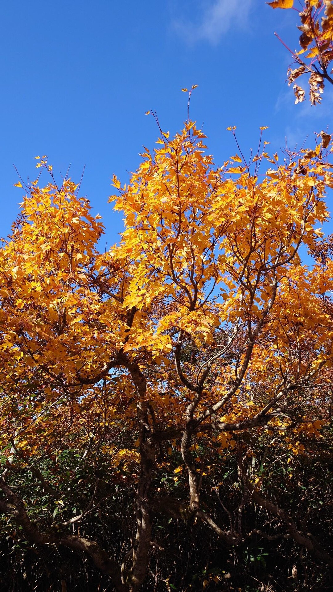 晴天と 色づく山々 白髪山 / rukyさんの船形山（御所山）・泉ヶ岳・蛇ヶ岳の活動データ | YAMAP / ヤマップ