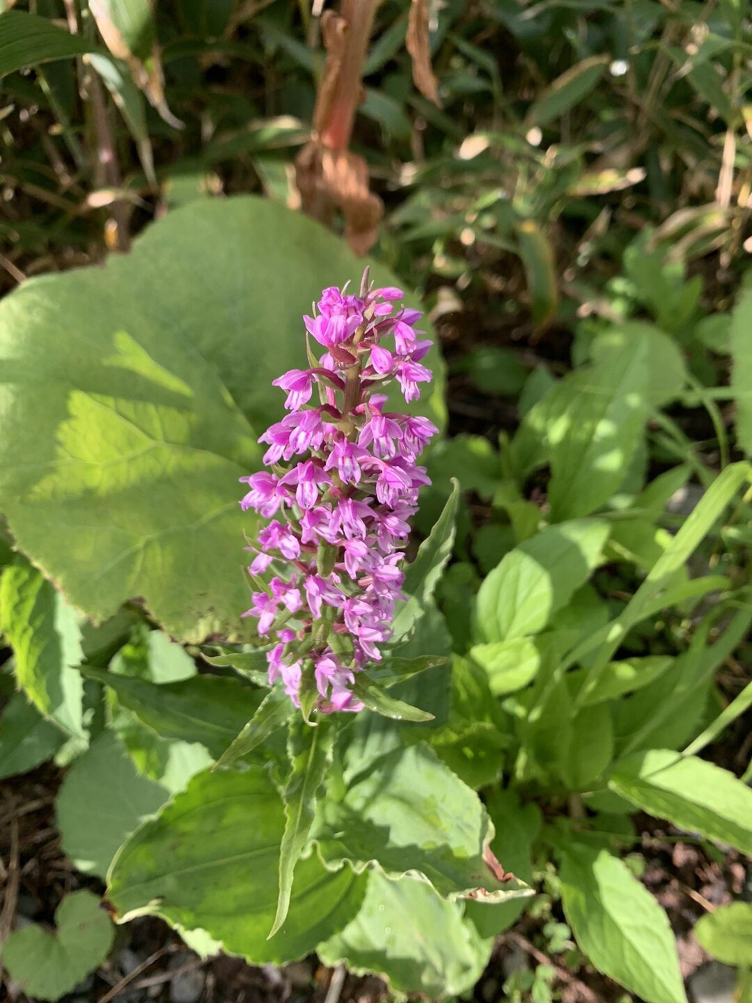 初めての避難小屋デビュー ガスガスだけど... / sho!!さんのモーメント | YAMAP / ヤマップ