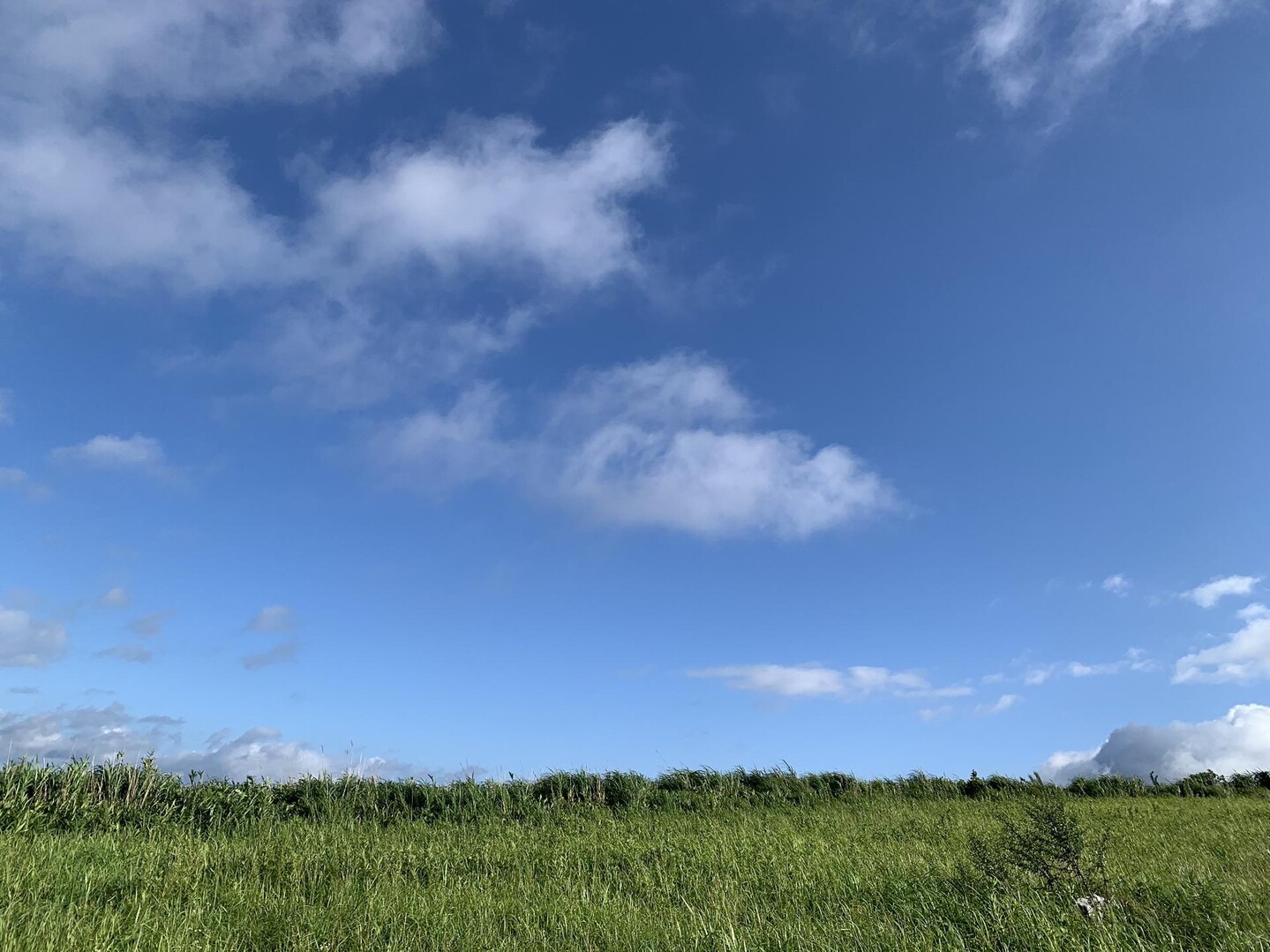 🐾平尾台さんぽ🐾 / yokoさんの平尾台・貫山・水晶山の活動データ | YAMAP / ヤマップ