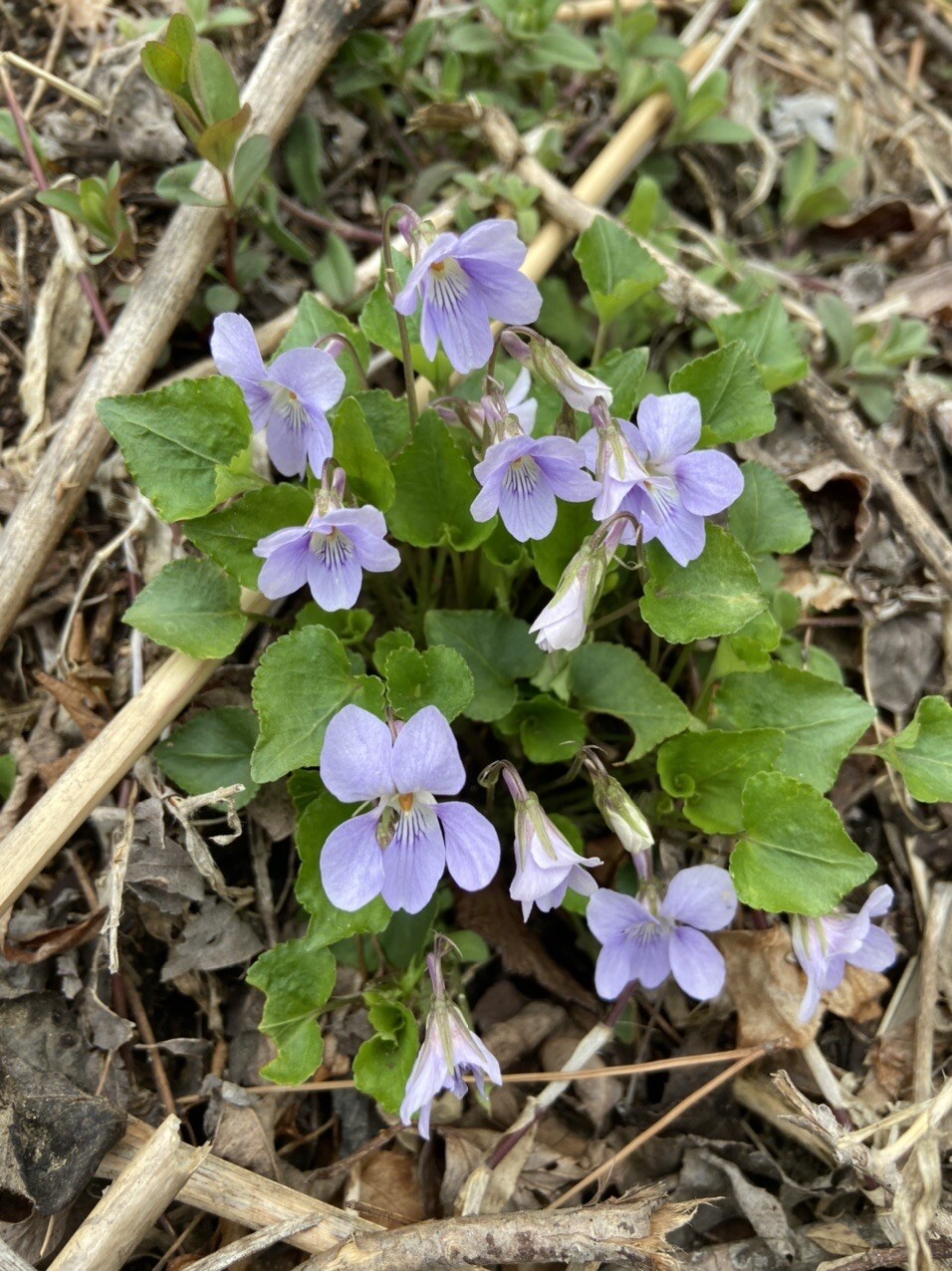 2021.05.05(水) 03:40 / hokutoさんのモーメント | YAMAP / ヤマップ