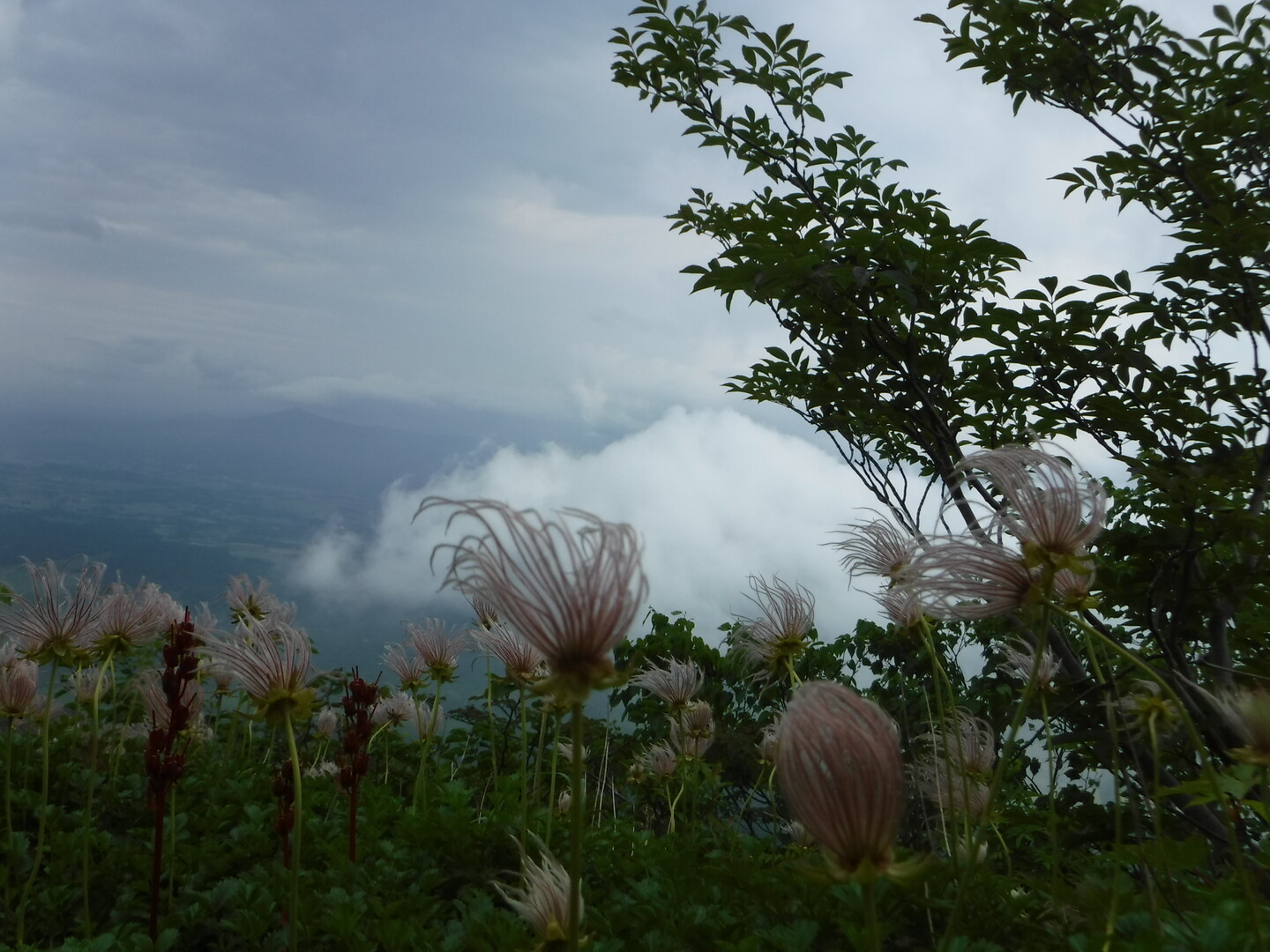 2022-06-19 岩手山ボッカ大将 / bakkyさんの岩手山・黒倉山・鞍掛山の活動データ | YAMAP / ヤマップ