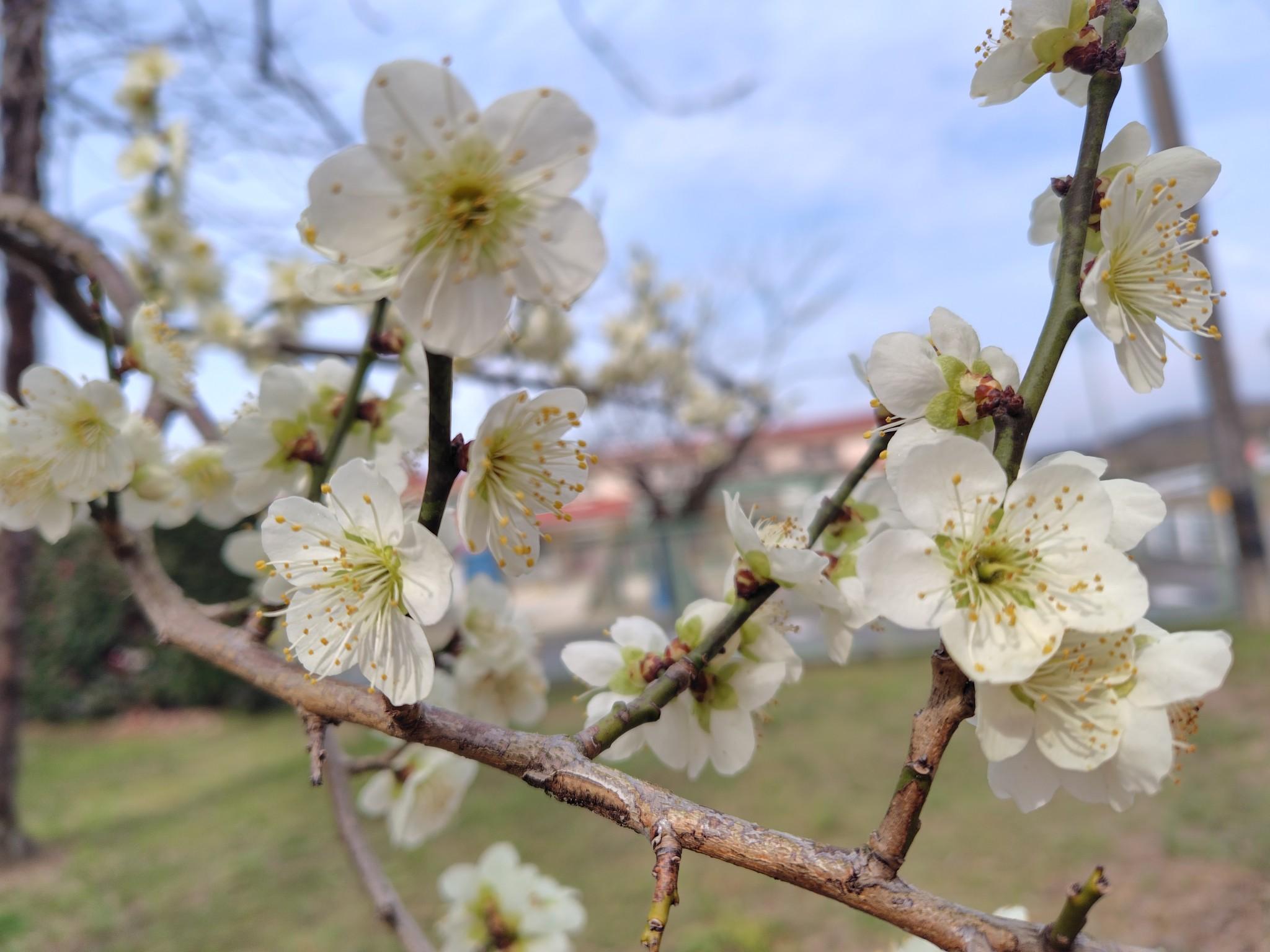 近くの奥殿陣屋で見かけた綺麗なピンク梅の... / mituo-mさんのモーメント | YAMAP / ヤマップ