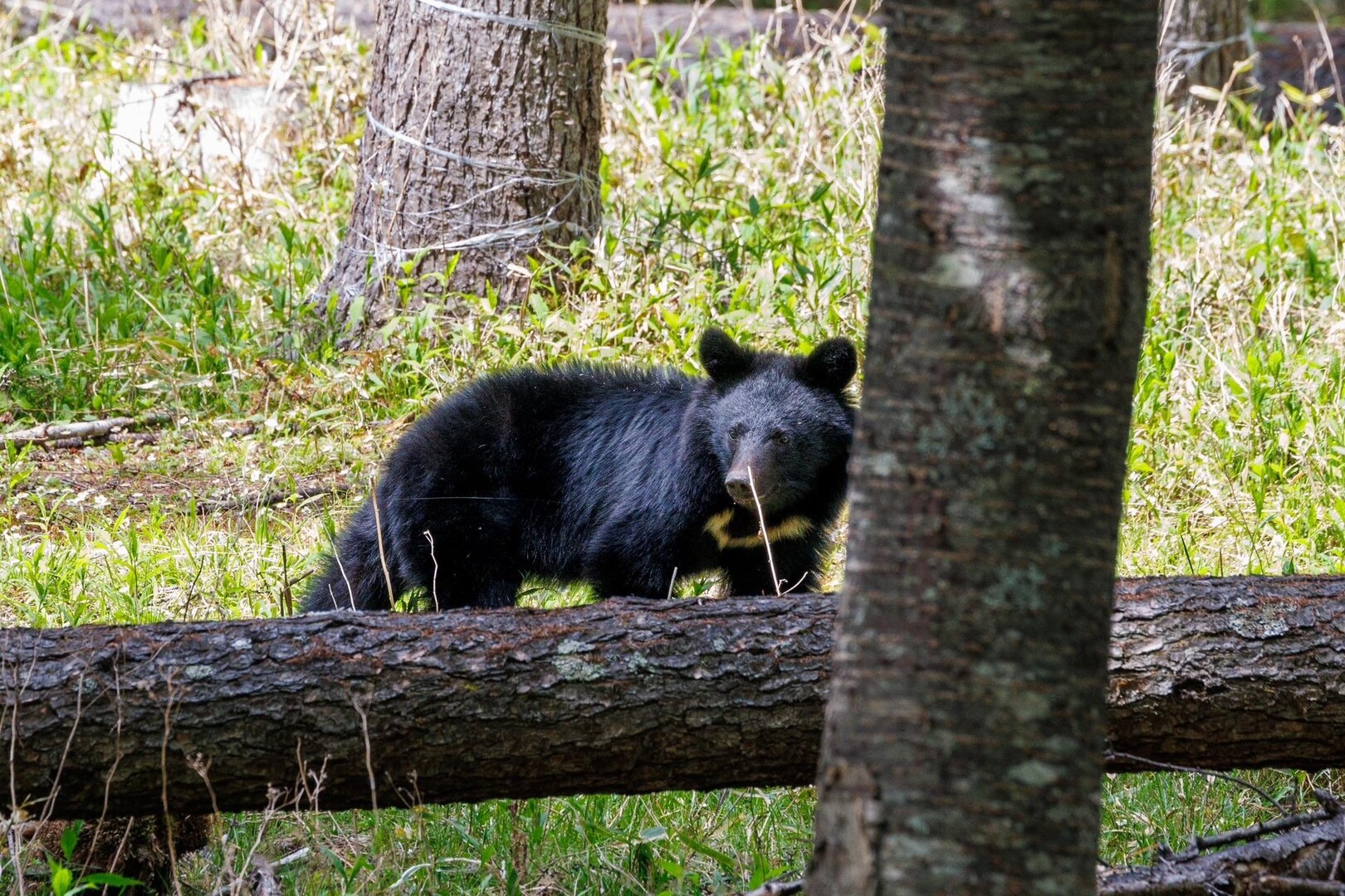 Hideyan🐶さんの投稿したフィールドメモ | YAMAP / ヤマップ