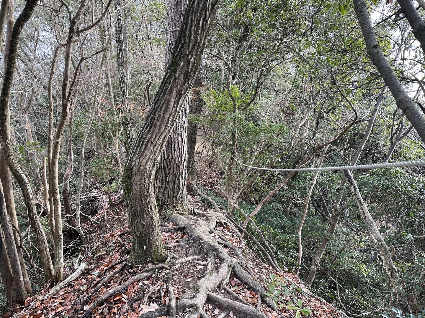 greenmoonきくちゃんさんの投稿したフィールドメモ | YAMAP / ヤマップ