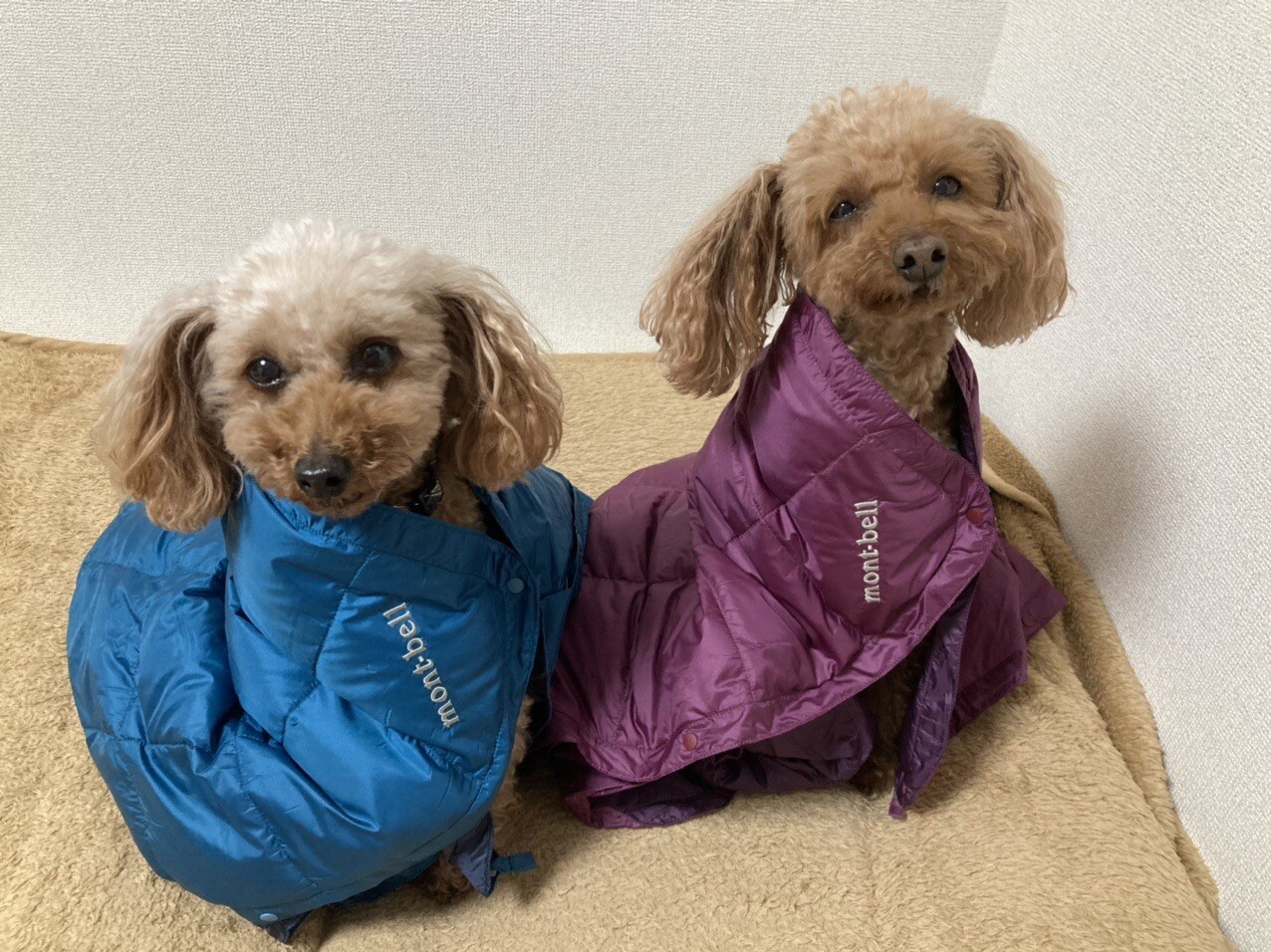 姉ワンコ11歳のお誕生日迎えました🎉 ... / miyuさんのモーメント | YAMAP / ヤマップ