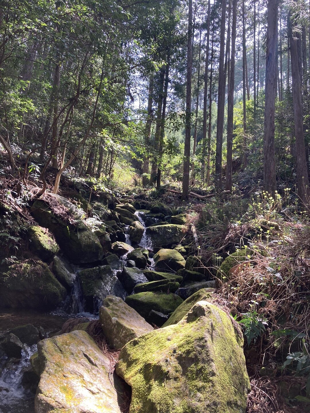 ウォーキング-2024-03-30 / R→zeroさんのウォーキングの活動データ | YAMAP / ヤマップ