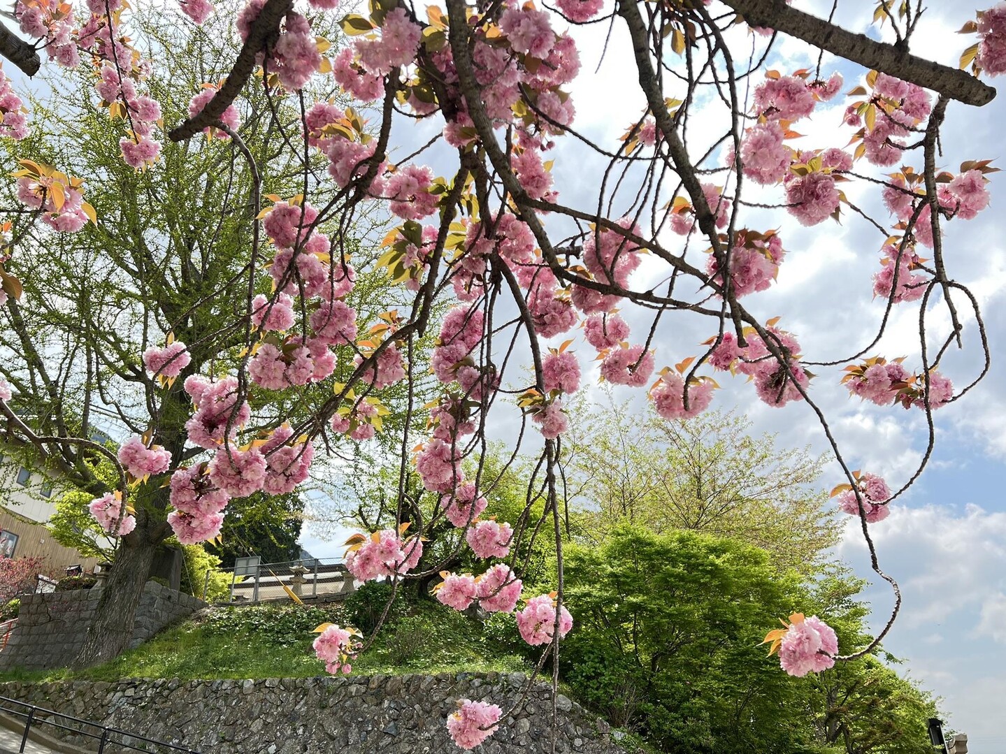 この時期のお楽しみ 妙見神社のぼたん桜... / MAKIさんのモーメント | YAMAP / ヤマップ
