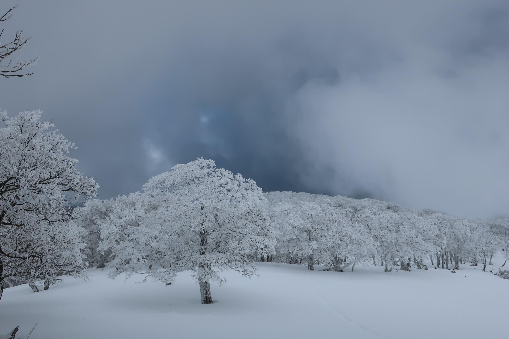ドカ雪後のラッセルはマジキツい💦〜コグルミ谷右岸尾根から御池岳〜 / Heart Goldさんの藤原岳・御池岳の活動データ | YAMAP / ヤマップ