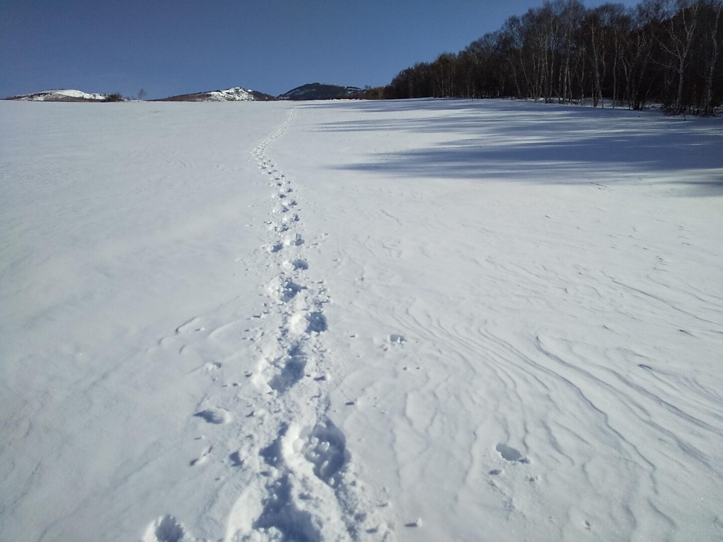 四阿高原 スノーハイク / moozさんの四阿山・根子岳の活動データ | YAMAP / ヤマップ