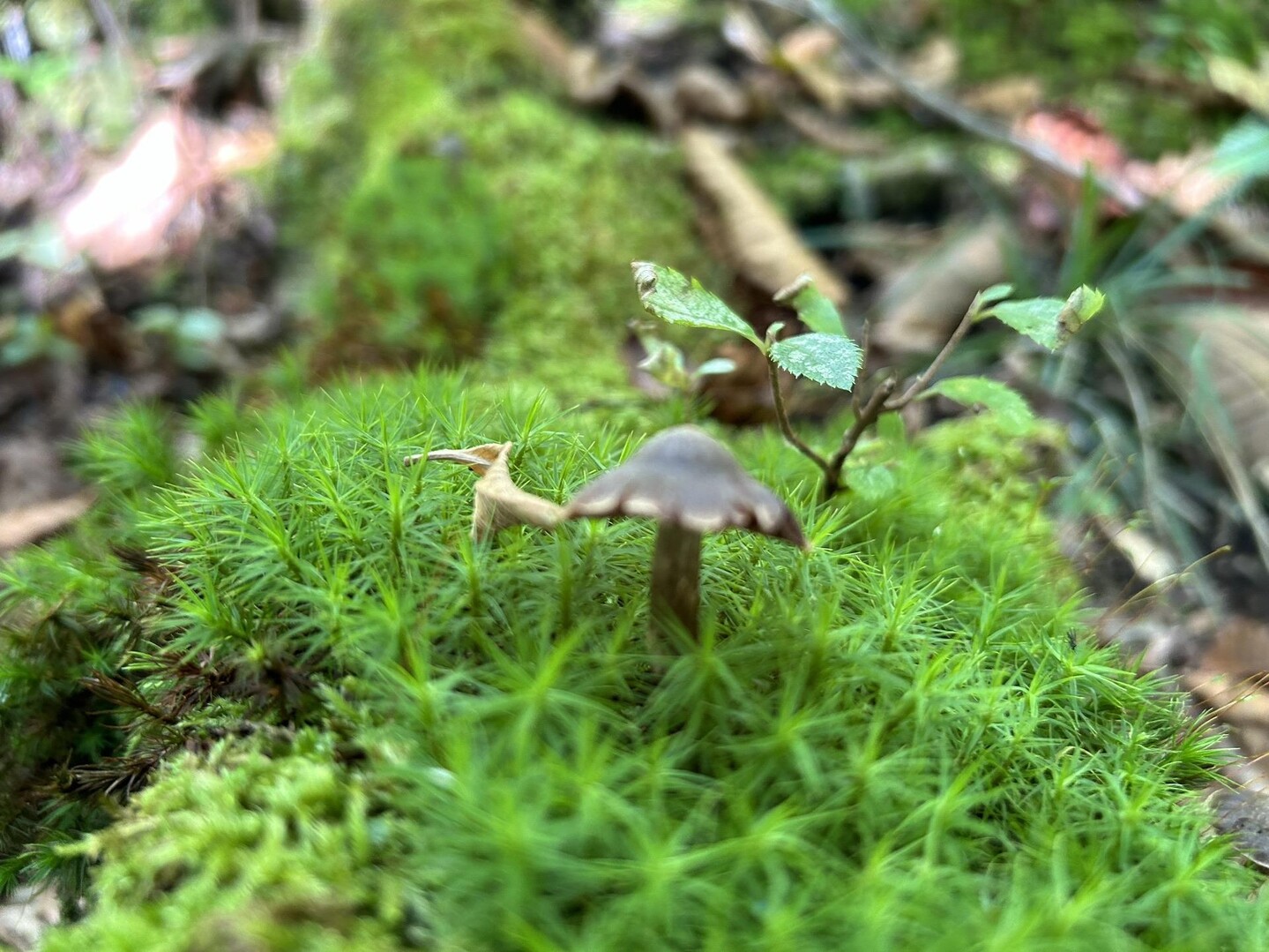 写真撮りすぎた① / masako_さんのモーメント | YAMAP / ヤマップ