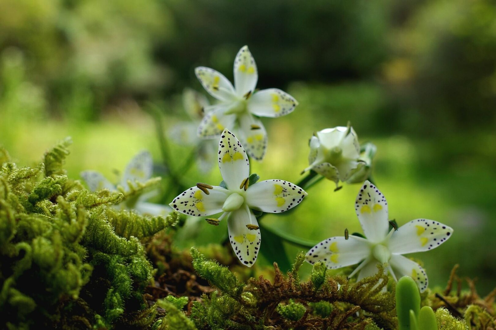 鎮南山のあの花に会いに 💮🙌 / wakky!!さんの鎮南山の活動日記 | YAMAP / ヤマップ