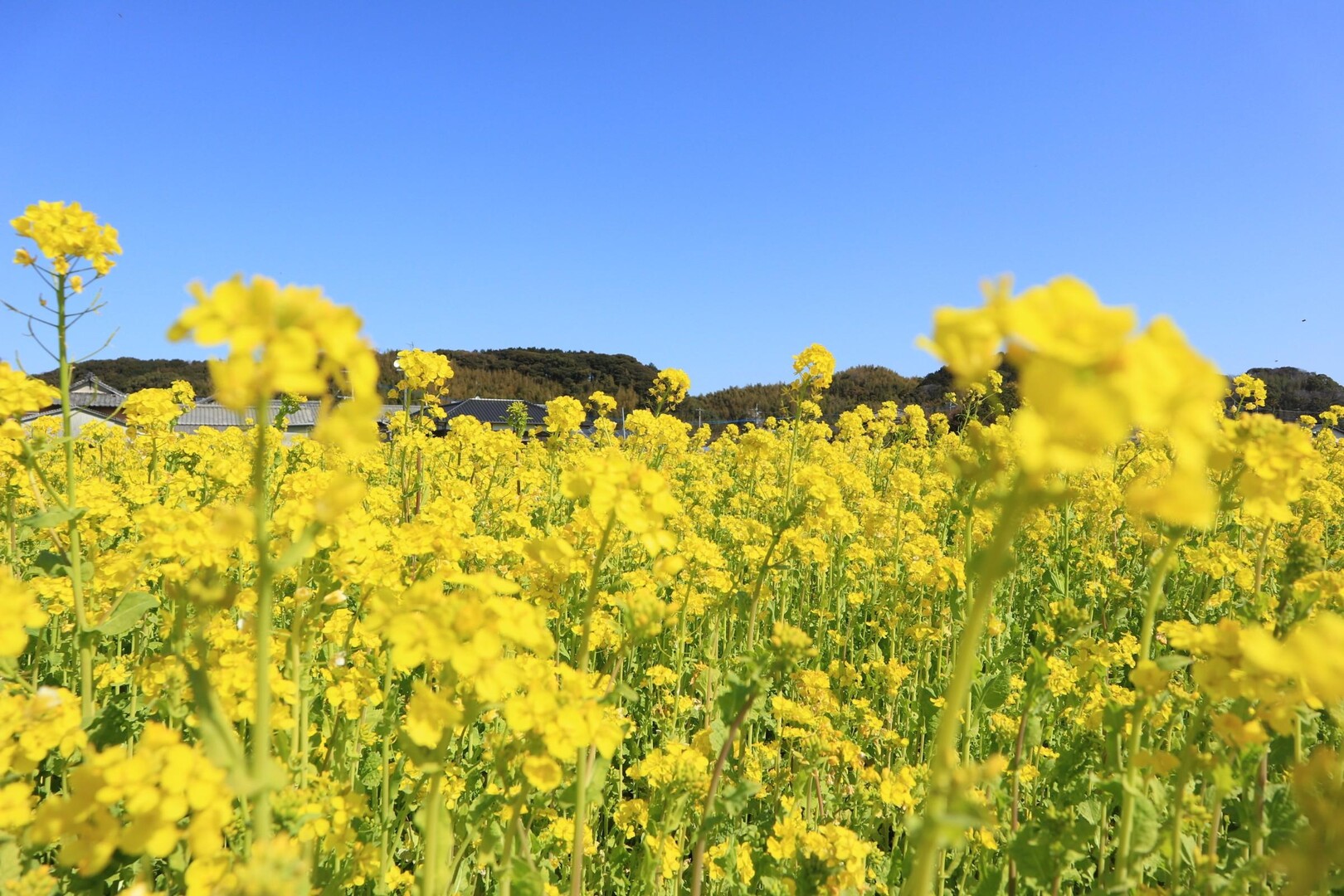 古賀の菜の花畑です 青空に菜の花がとても... / えびすさんのモーメント | YAMAP / ヤマップ