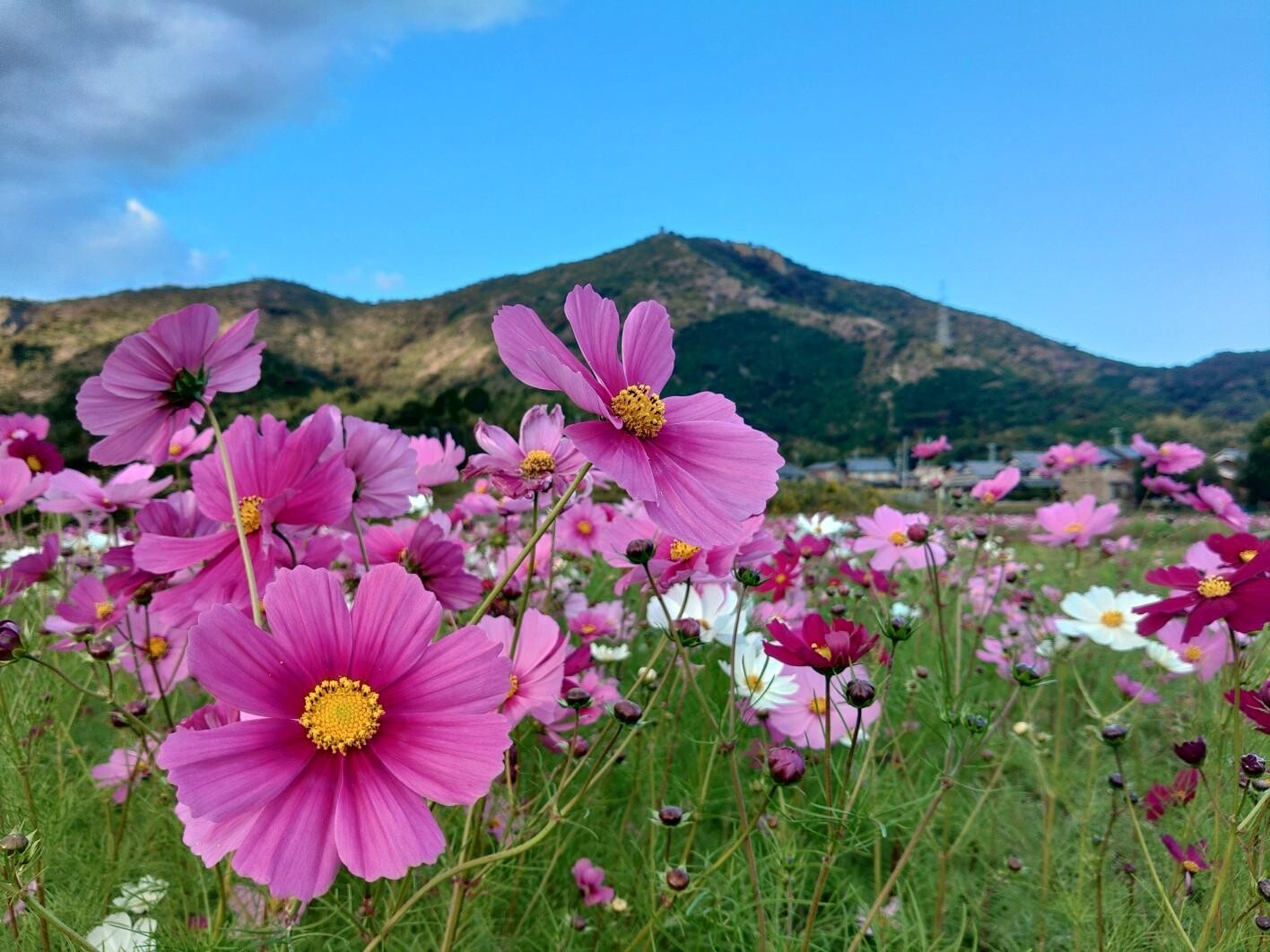 高御位山・長尾奥山・鷹ノ巣山 / 桜・楓・柊さんの高御位山・播磨アルプスの活動データ | YAMAP / ヤマップ