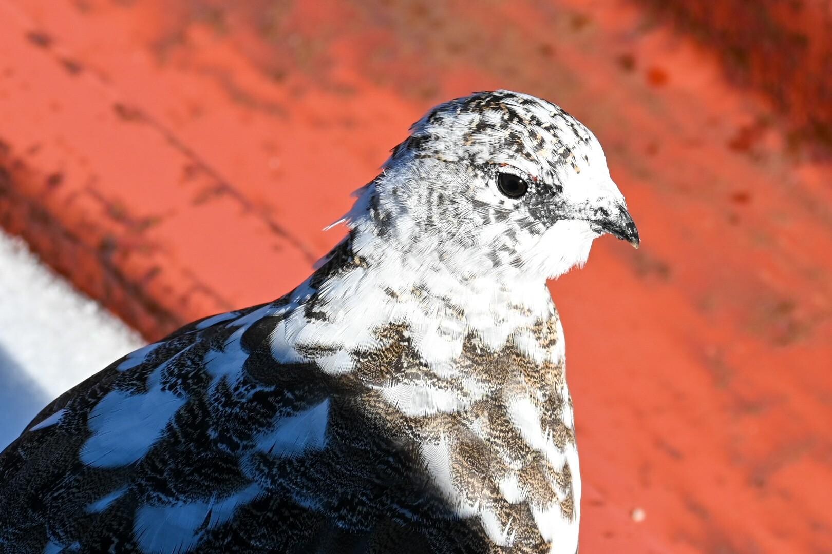 燕岳 テン泊⛺️ / Konoさんの燕岳・餓鬼岳・唐沢岳の活動データ | YAMAP / ヤマップ