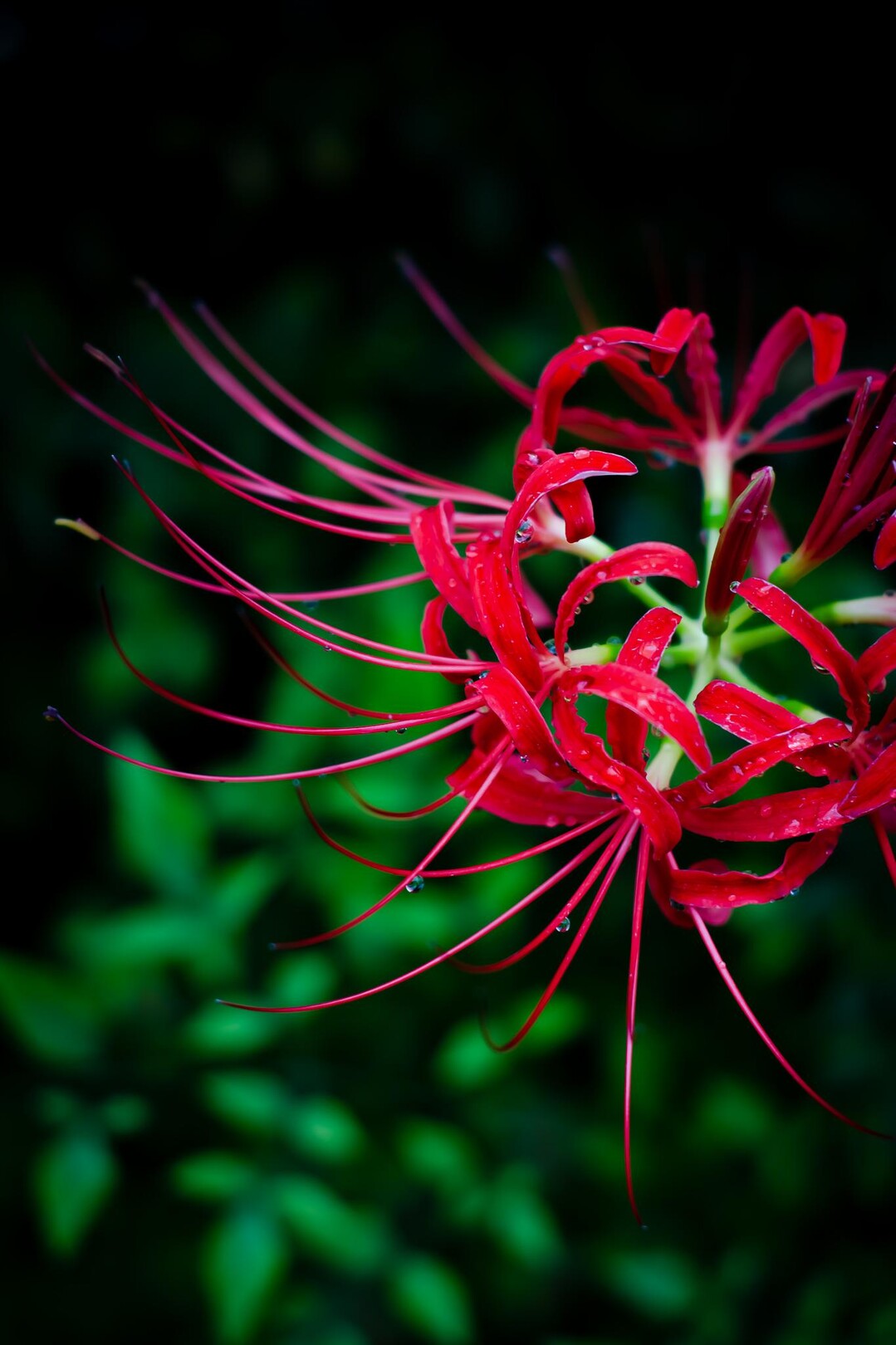 雨に濡れて。 9月20日撮影。 / stripeさんのモーメント | YAMAP / ヤマップ