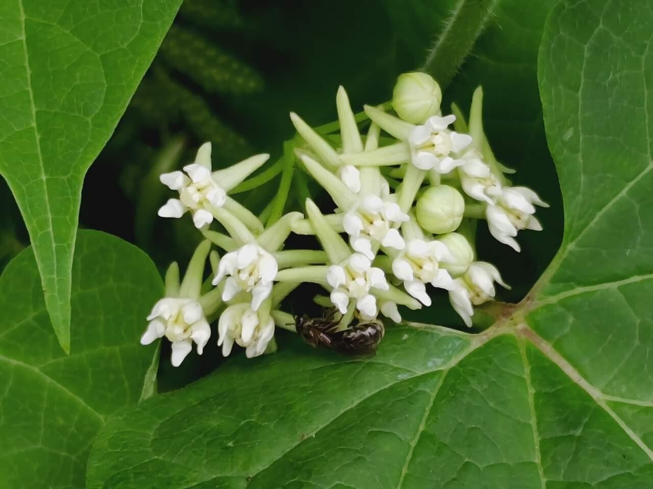 🎵 イケマ咲き渡り蝶待つ愛宕山 悟空... / kyoyamaさんのモーメント | YAMAP / ヤマップ