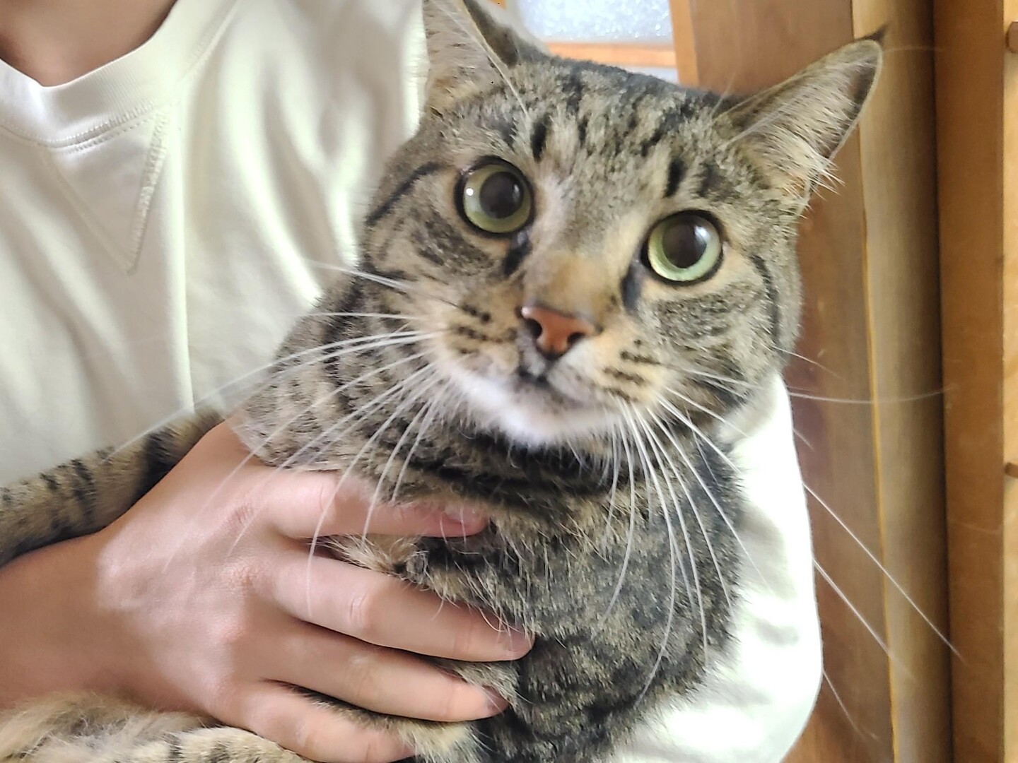 万灯山 / tatubaiさんの茶臼山・万灯山の活動データ | YAMAP / ヤマップ