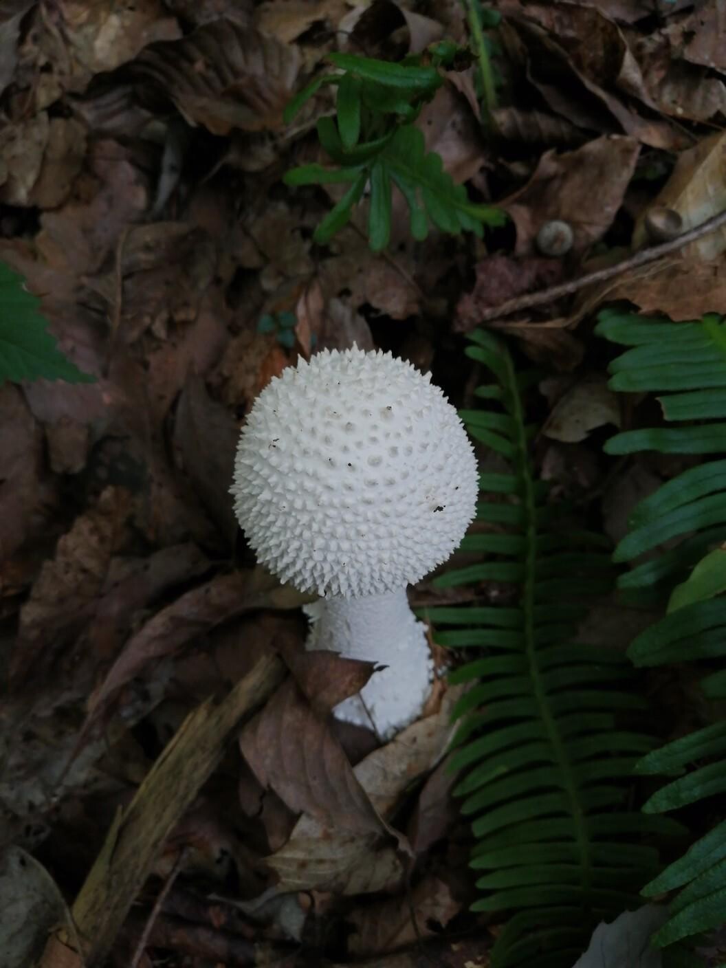 鷲見城址 / nono-chiさんのブラザーの森 郡上の活動データ | YAMAP / ヤマップ