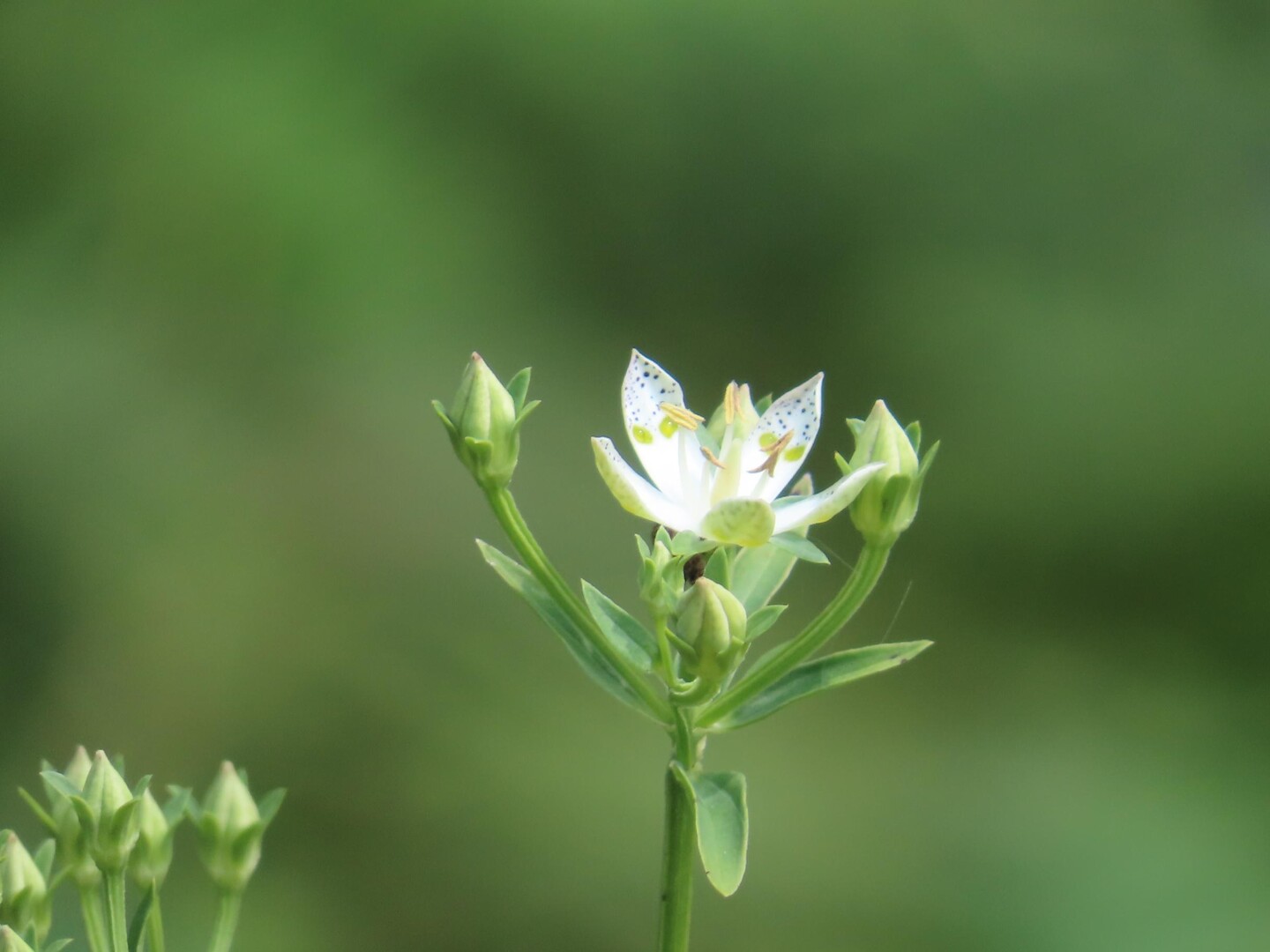 池田山 / ibizouさんの池田山の活動データ | YAMAP / ヤマップ
