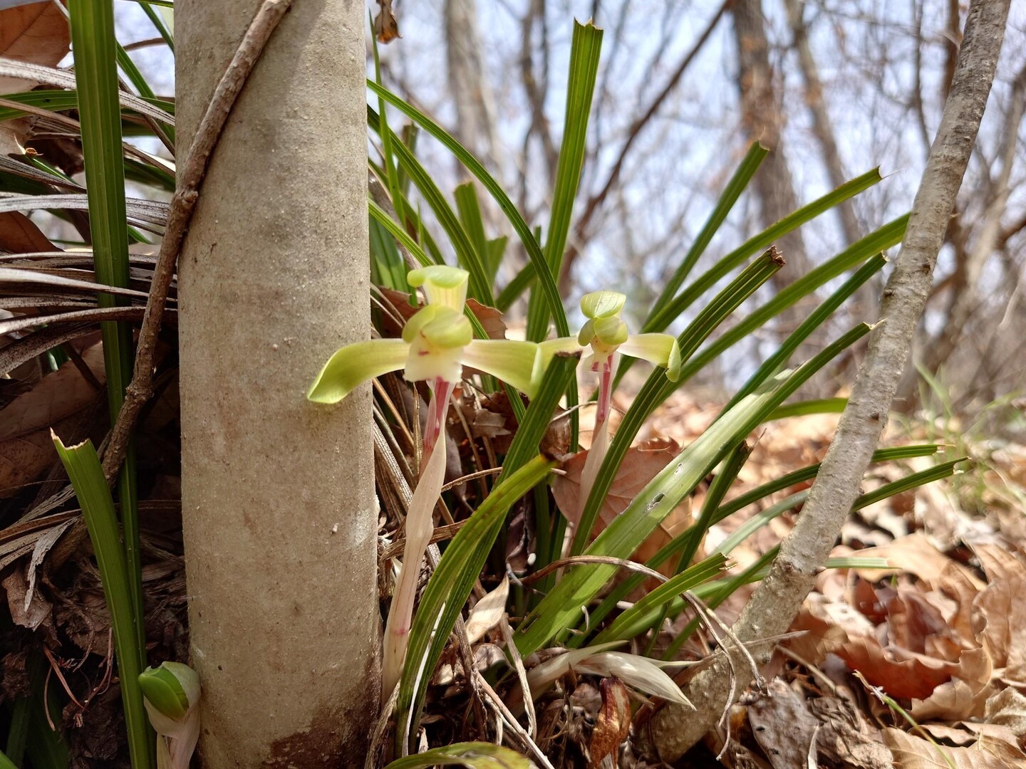 鴨ヶ嶽 / yone993さんの鴨ヶ嶽・箱山の活動データ | YAMAP / ヤマップ