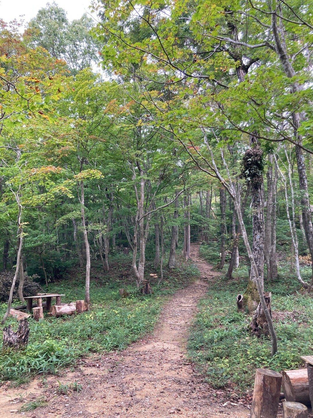 少しずつ秋の国上山⛰️22 / katsu.fdさんの弥彦山・多宝山・雨乞山の活動データ | YAMAP / ヤマップ
