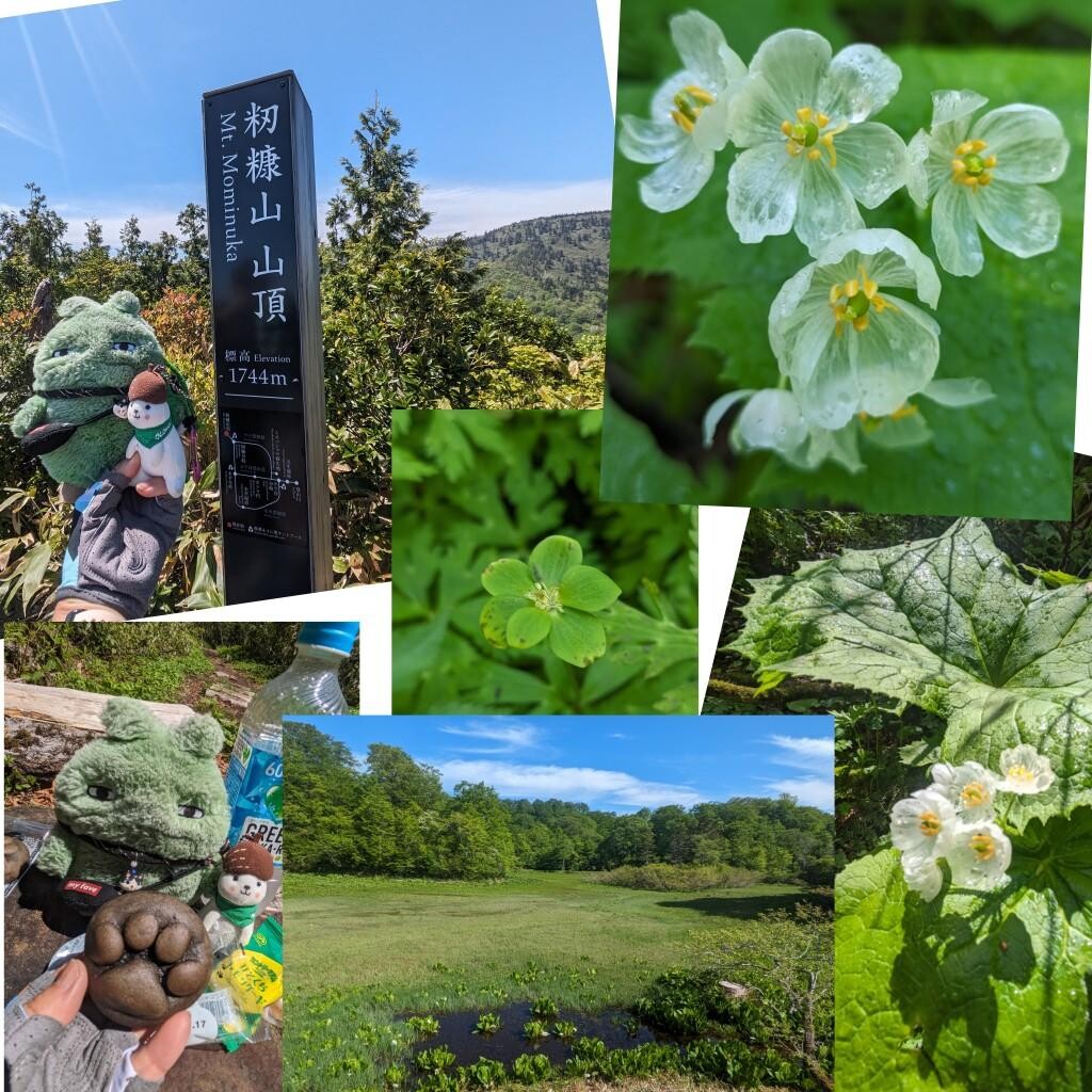 3年ぶりの籾糠山は目👀🥀🪷も耳👂🐦🕊も大渋滞(笑)‼️‼️‼️ / minyayonさんの籾糠山の活動データ | YAMAP / ヤマップ