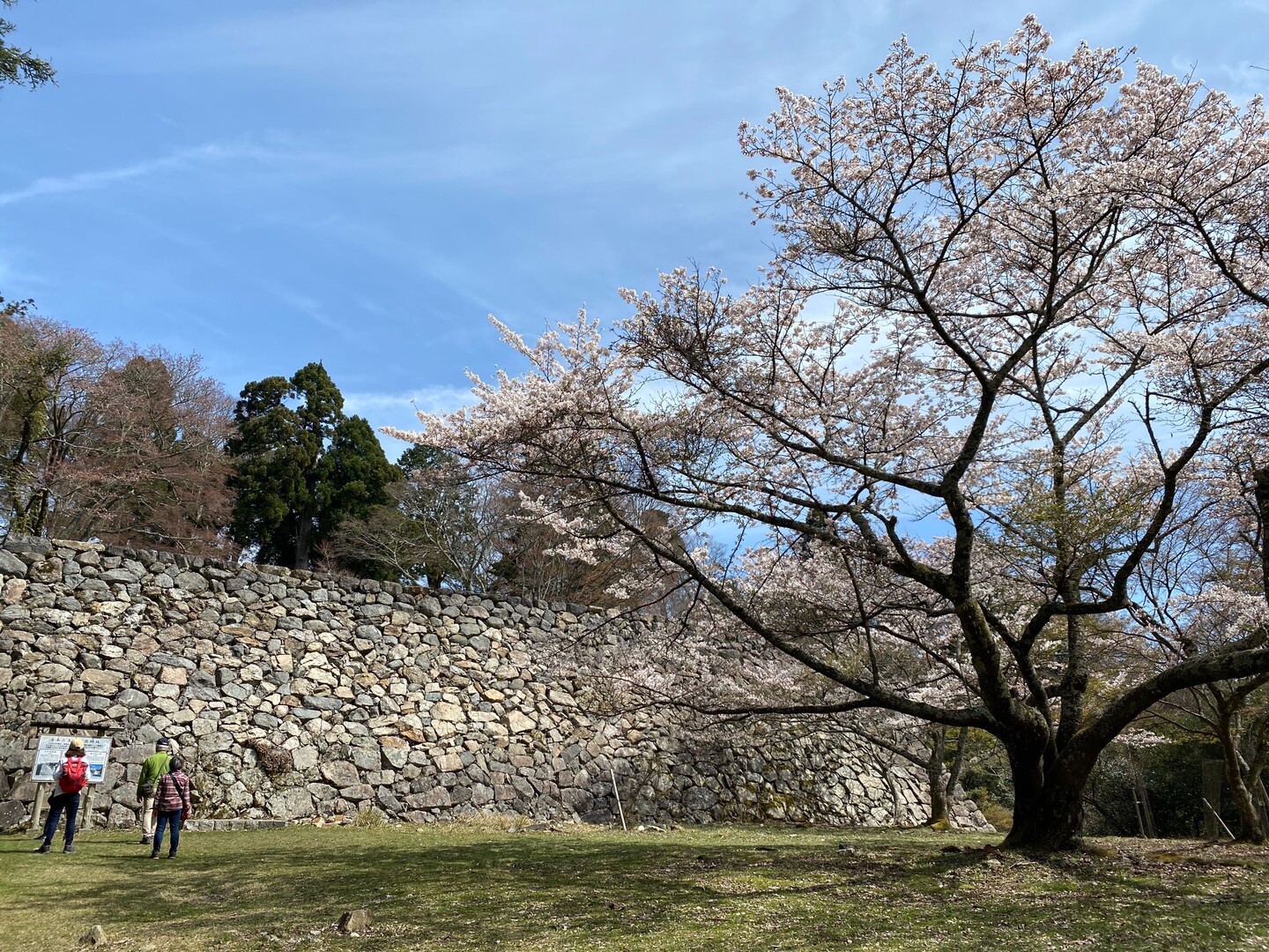 高取城からの壺坂寺 桜三昧 / TKOさんの高取山の活動データ | YAMAP / ヤマップ