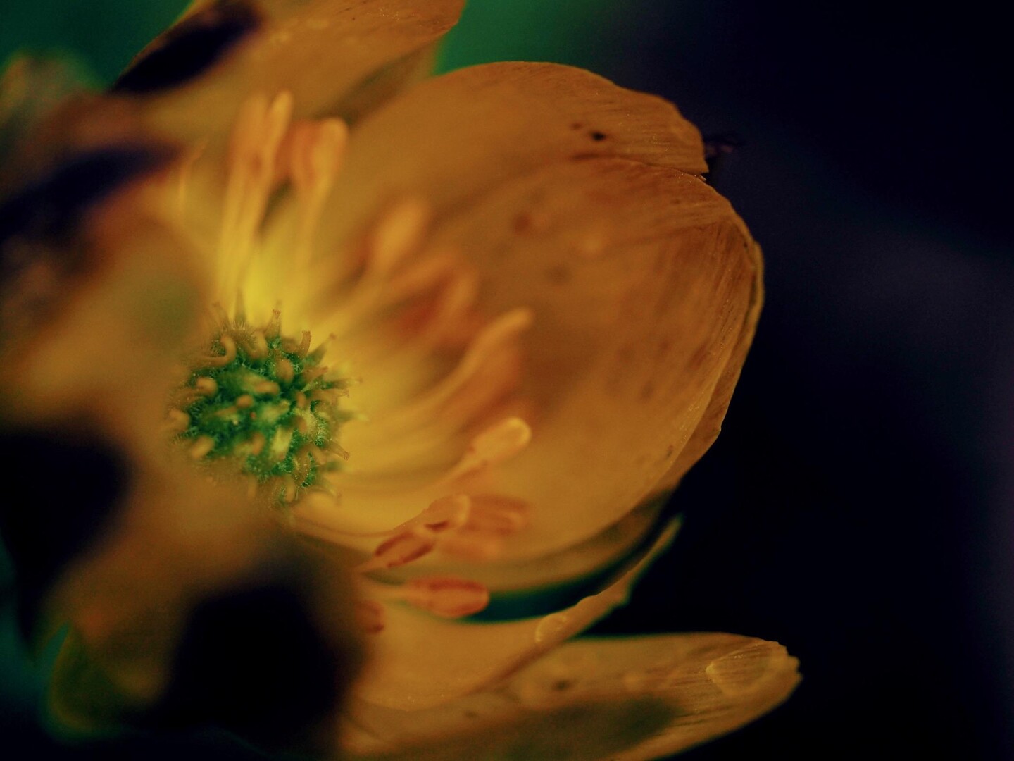 本日も花撮りへ🌸 硬石山・硬石山西峰 / rucolaさんの硬石山の活動データ | YAMAP / ヤマップ