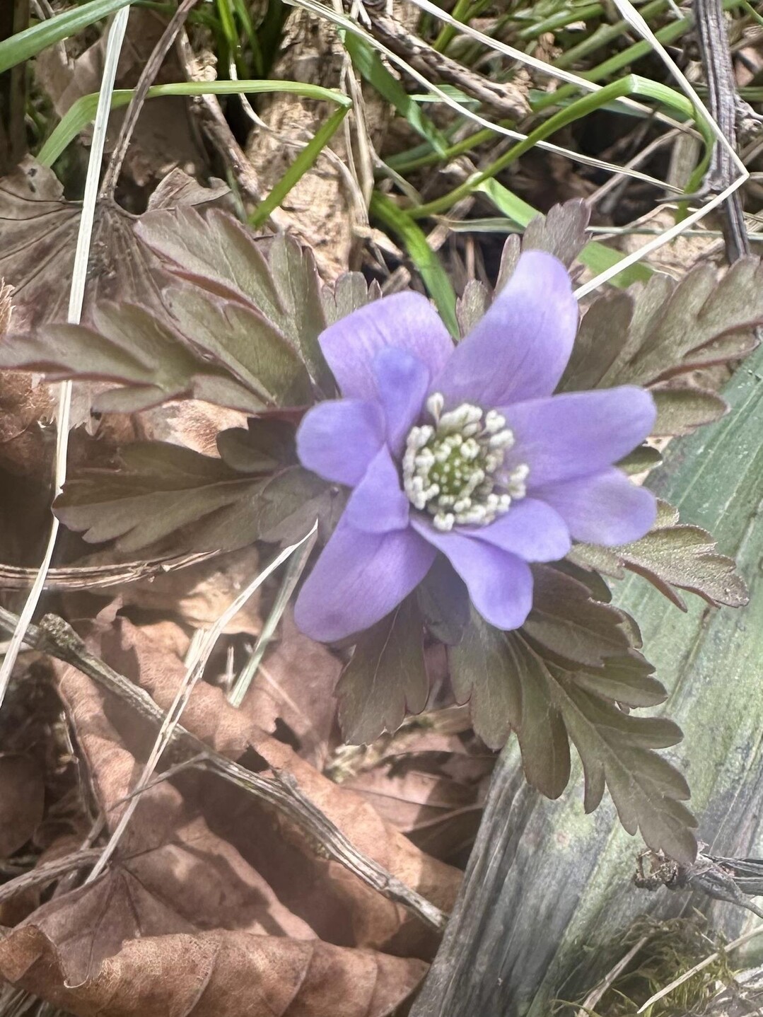 藤原岳 / asobimanさんの藤原岳・御池岳の活動データ | YAMAP / ヤマップ