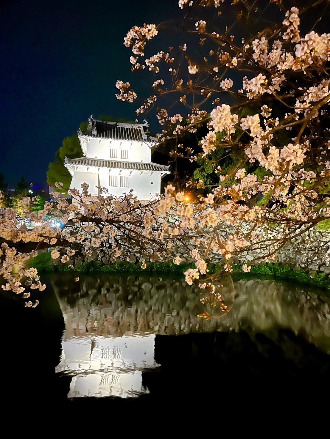 2025/お花見🌸 昨夜は、夜桜をR... / amyさんのモーメント | YAMAP / ヤマップ