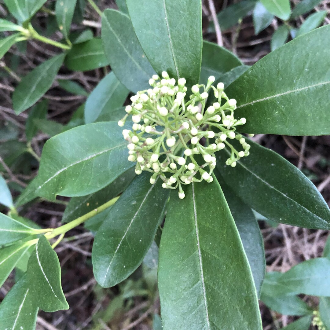 高尾山（↑6号路↓稲荷山） / hiroponさんの高尾山・陣馬山・景信山の活動データ | YAMAP / ヤマップ