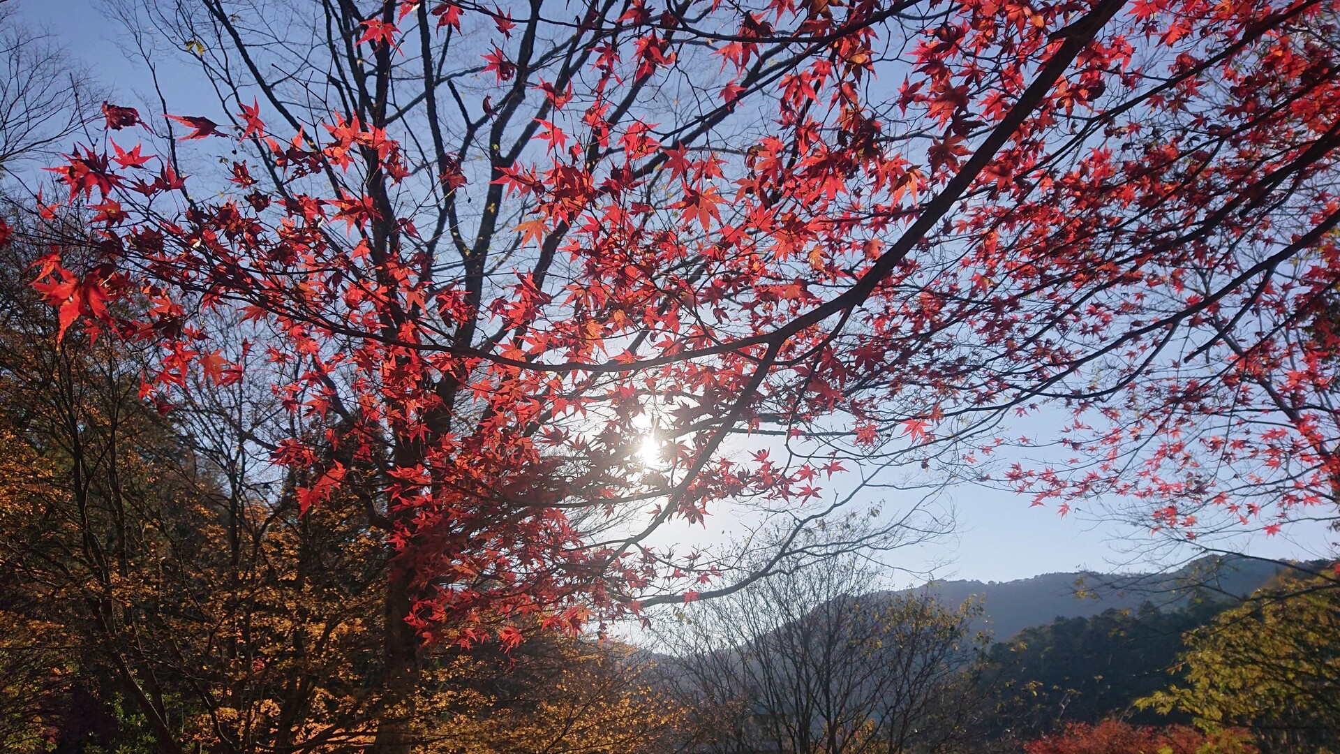 紅葉🍁🍂終盤の裏明神 / ya.junさんの明神山・太郎岳の活動データ | YAMAP / ヤマップ