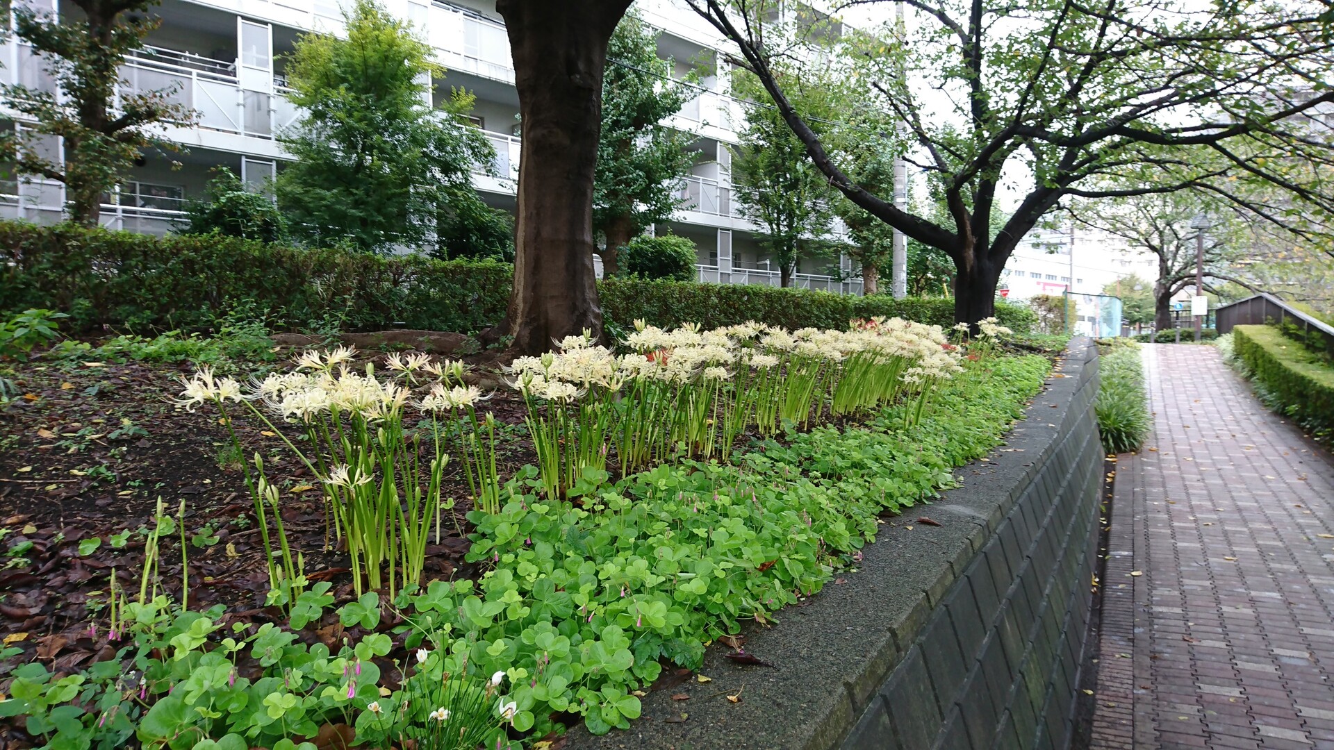 石神井川のもみじ橋近くに白彼岸花がたくさ... / マイクさんのモーメント | YAMAP / ヤマップ