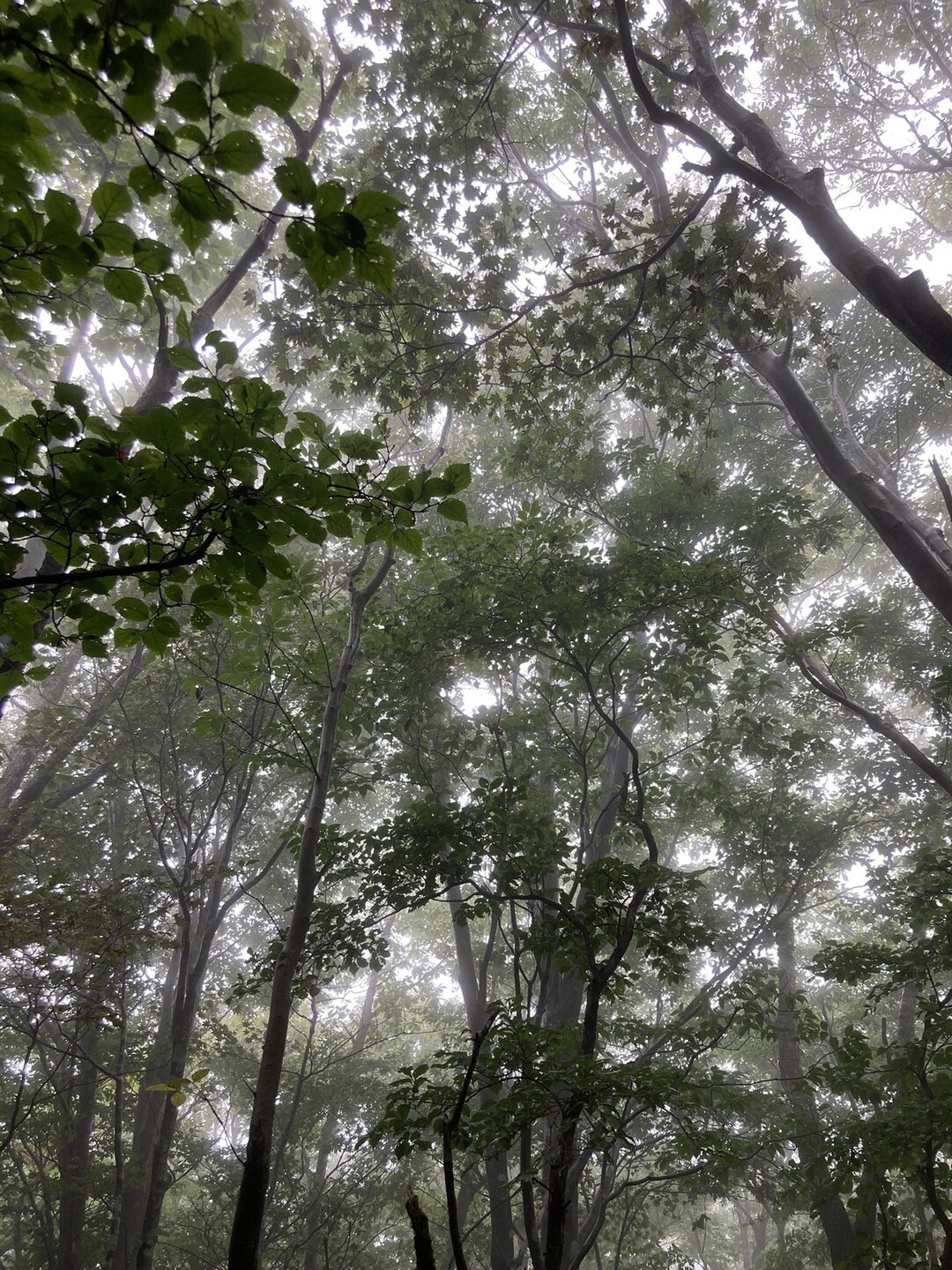 祖母山 / hamoGさんの祖母山の活動データ | YAMAP / ヤマップ