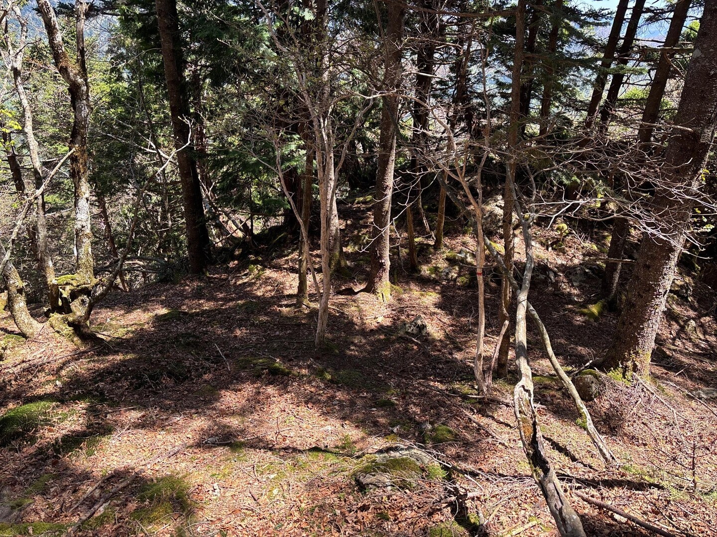 maaasanさんの投稿したフィールドメモ | YAMAP / ヤマップ