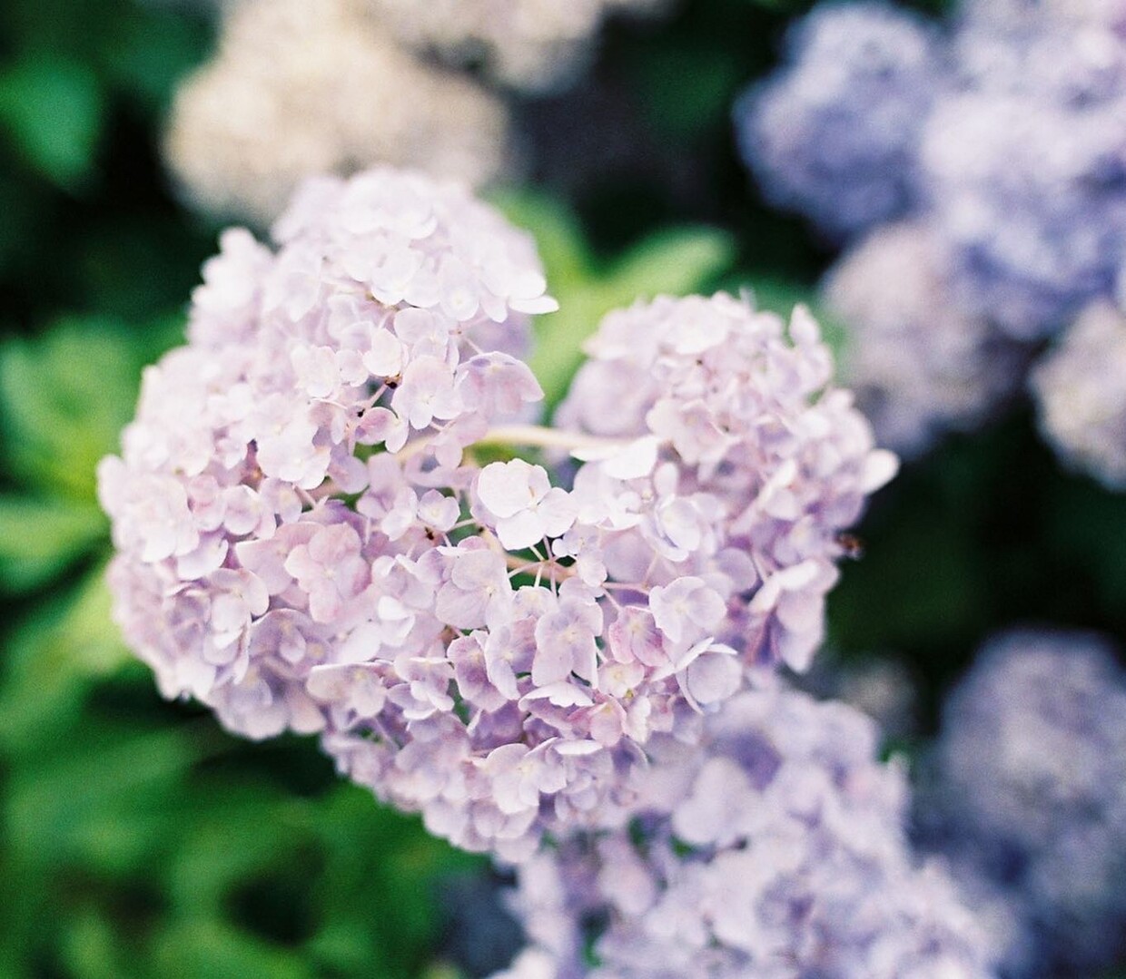 紫陽花がキレイに咲く時期になりました ... / JUNさんのモーメント | YAMAP / ヤマップ