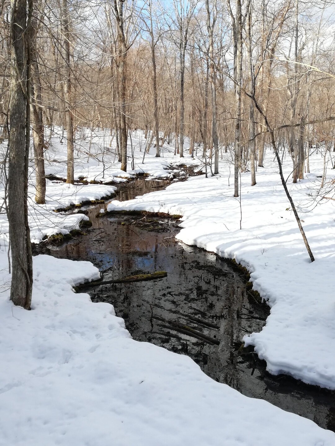 ポロト湖 -2024-01-28 / aripapaさんの白老町 の活動データ | YAMAP / ヤマップ