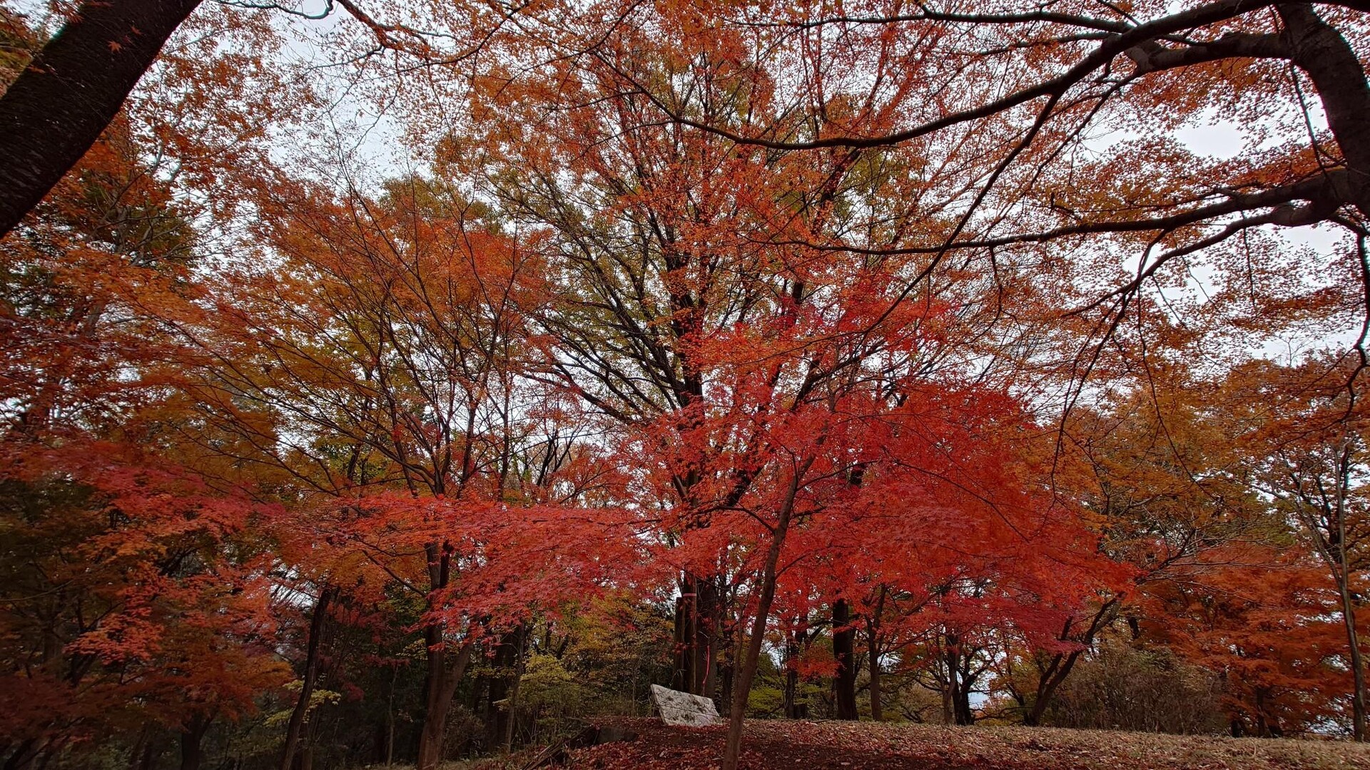 天神山 / s_nakanoさんの石尊山・御殿山・天神山の活動データ | YAMAP / ヤマップ